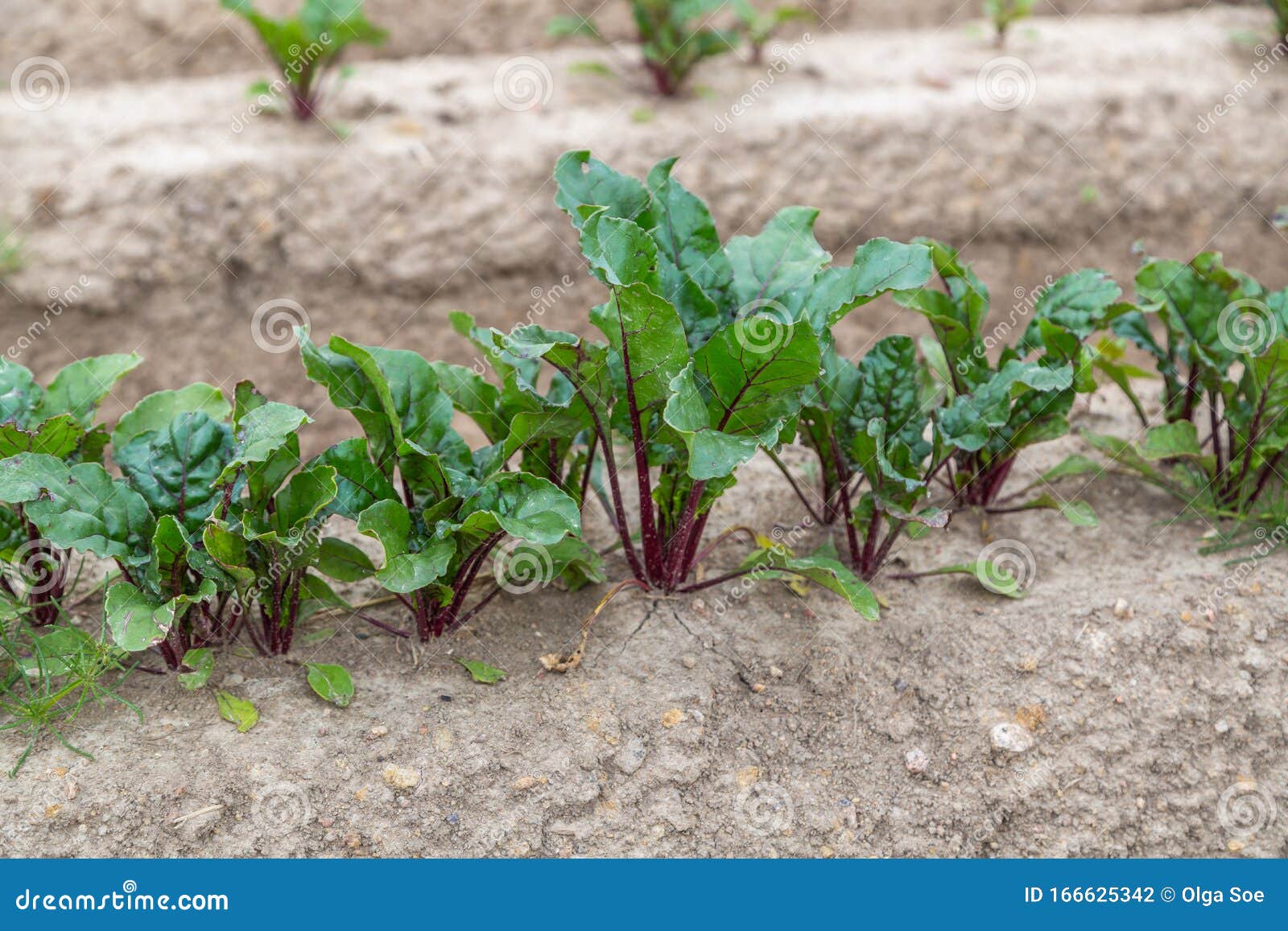 Young Sprouted Beet Grows in the Open Ground in a Flat Bed Stock Photo ...