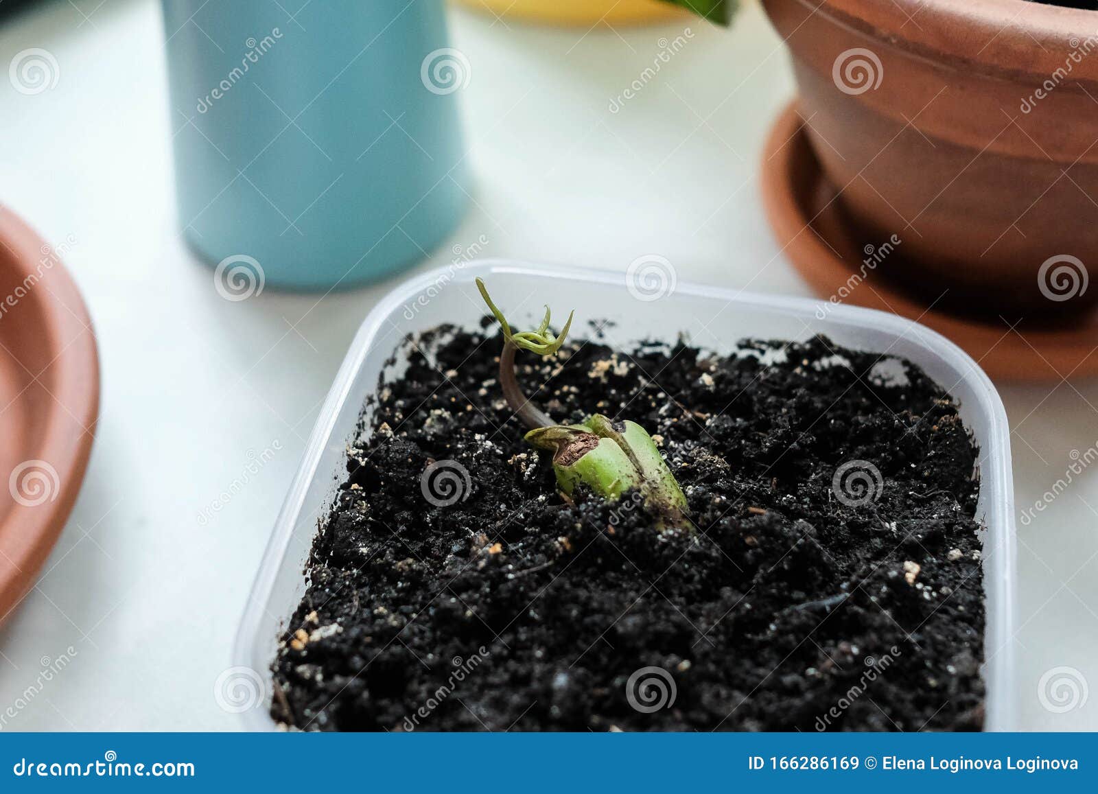 Young Sprouted Mango Seed. the Plant Grows in a Container Stock Image ...