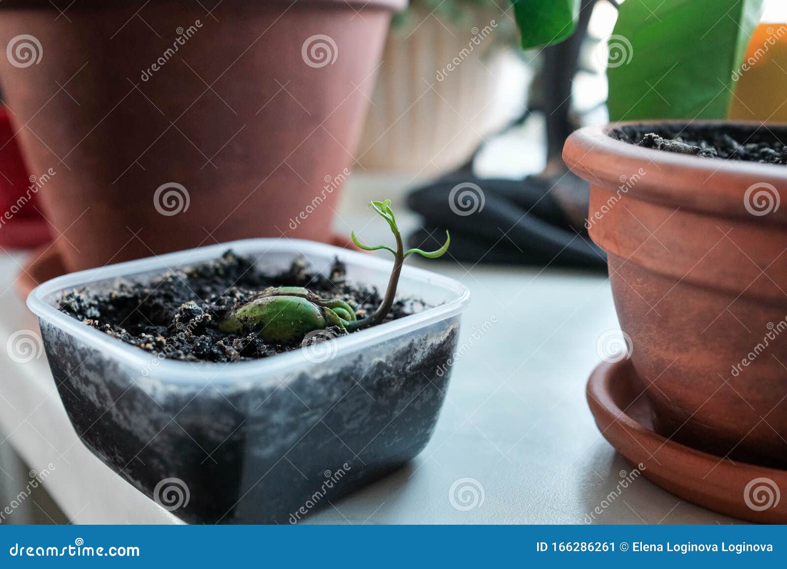Young Sprouted Mango Seed. the Plant Grows in a Container Stock Image ...