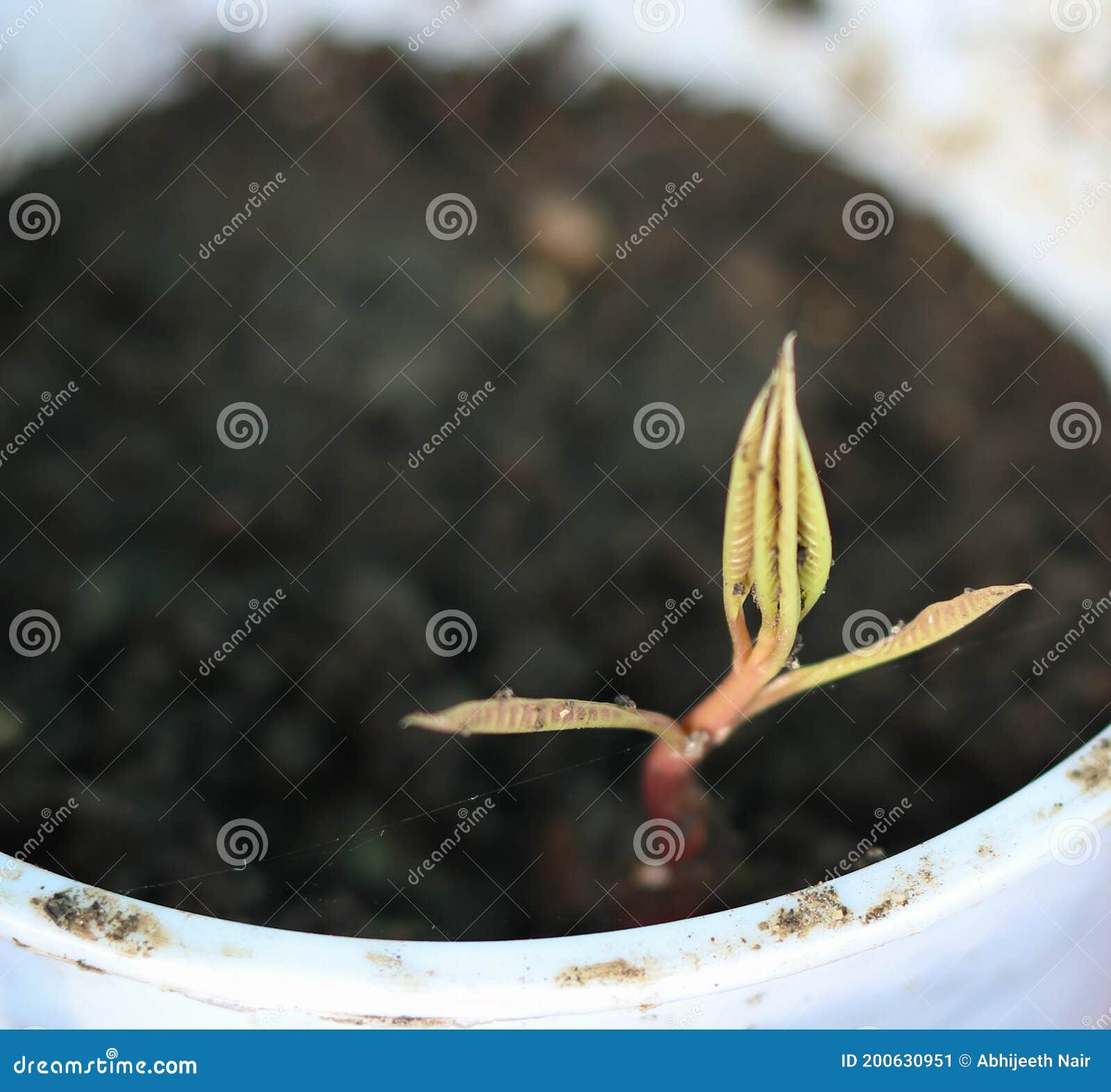 Young Sprouted Mango Seedling in Soil Stock Image - Image of sprouted ...