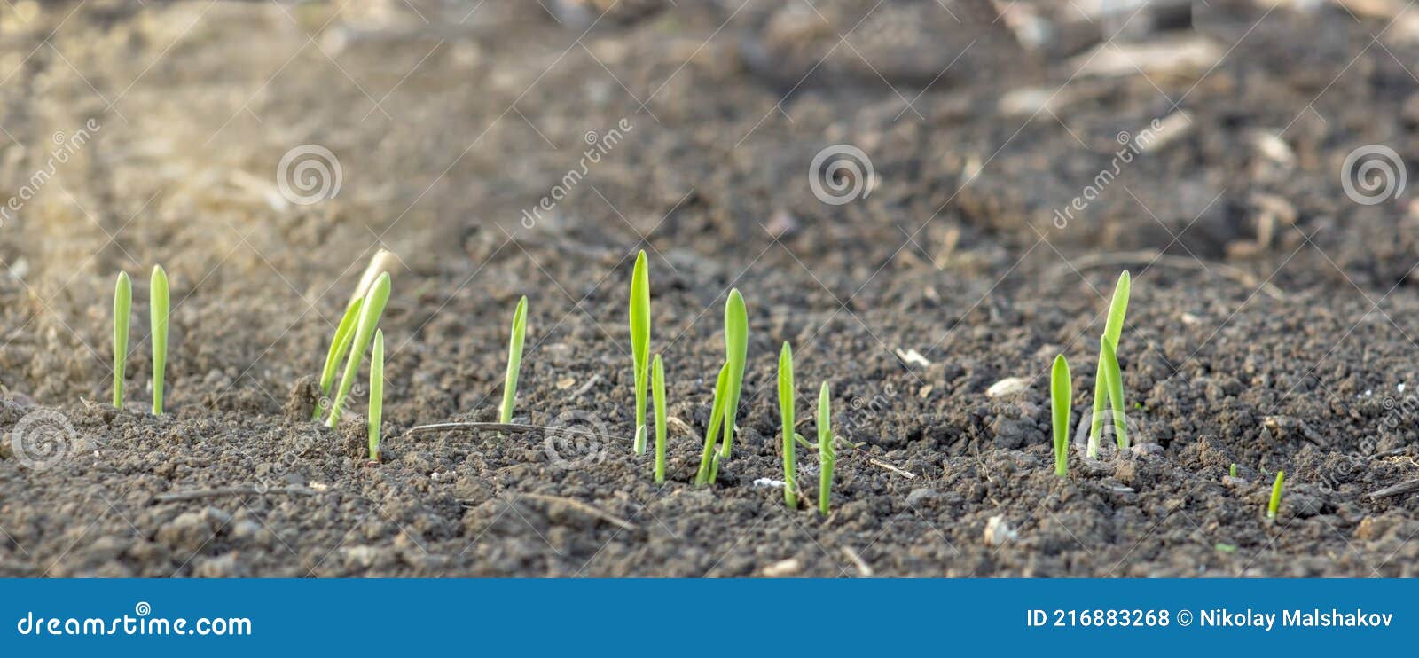 Young Sprouting Shoots of Barley Growing in the Soil in the Field of ...