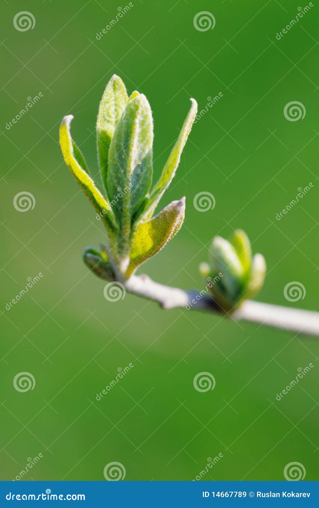 Young sprouts. stock image. Image of small, leaf, green - 14667789