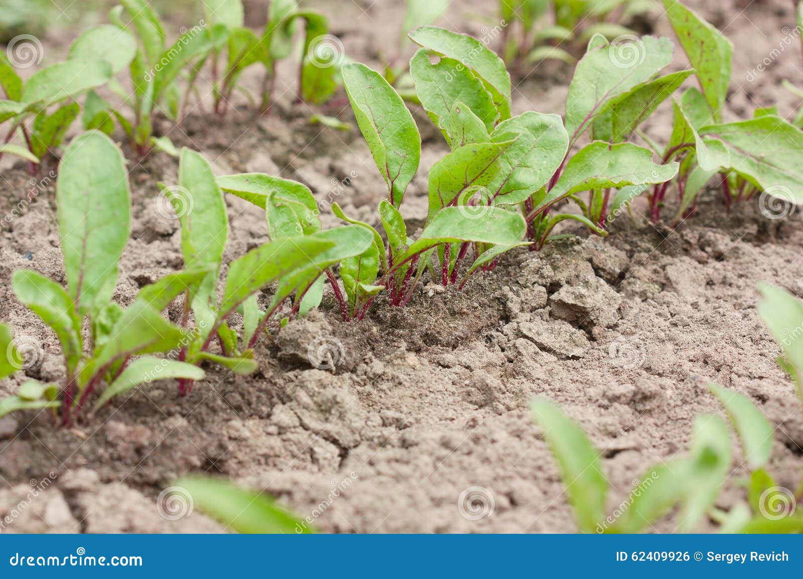 Young sprouts beets stock photo. Image of beet, soil - 62409926