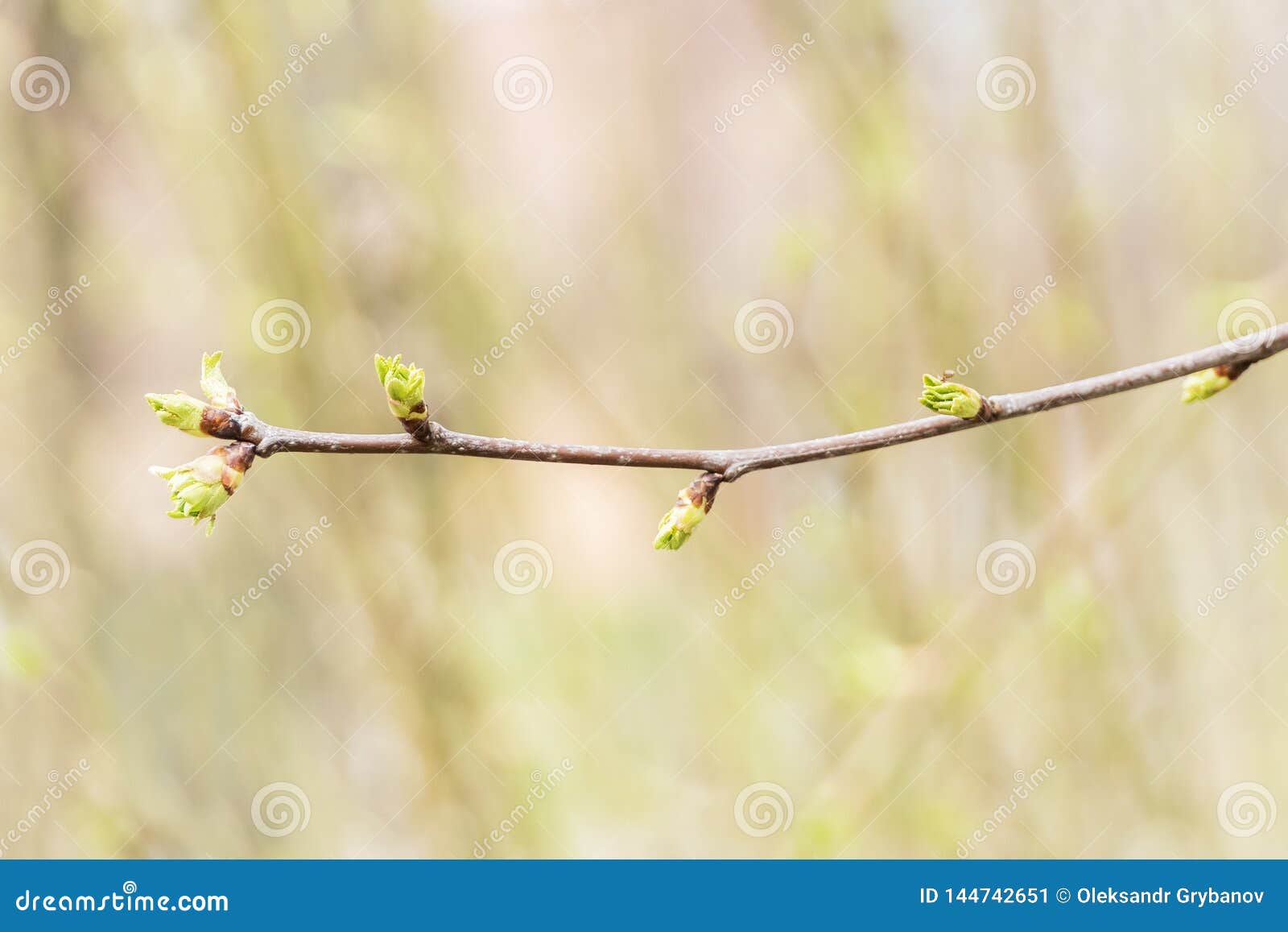 With young sprouts branch stock image. Image of flora - 144742651