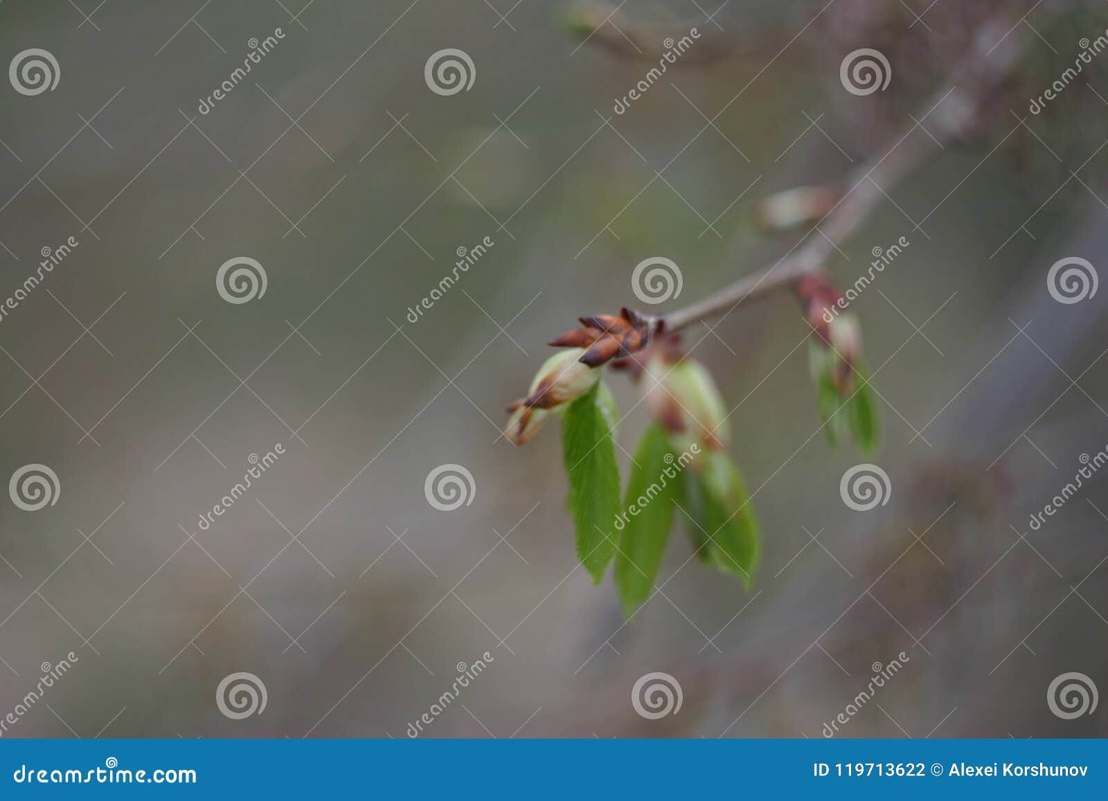 Young Sprouts from the Buds of a Tree in the Spring Stock Photo - Image ...
