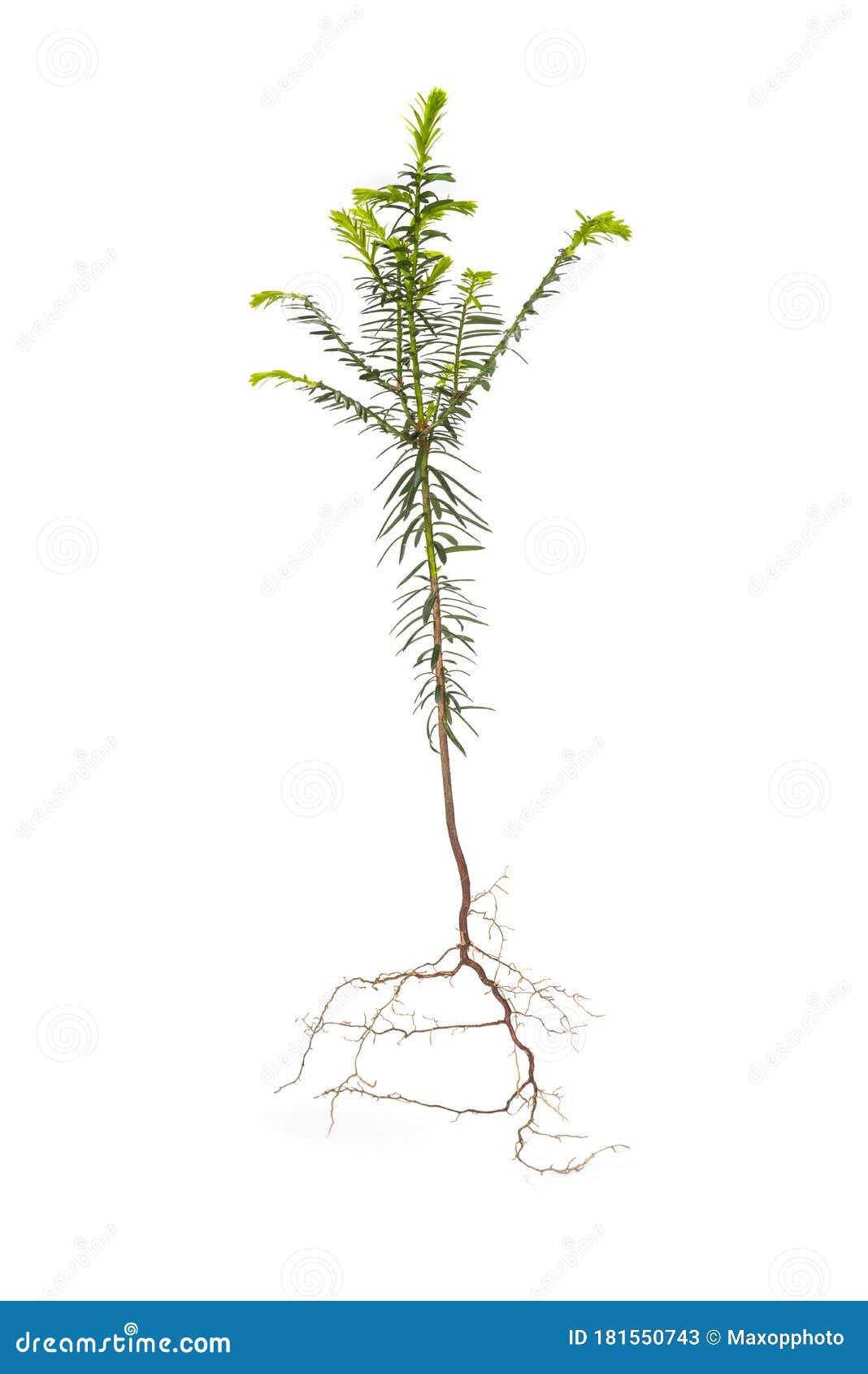 Young Sprouts of Coniferous Trees with a Roots Stock Image - Image of ...