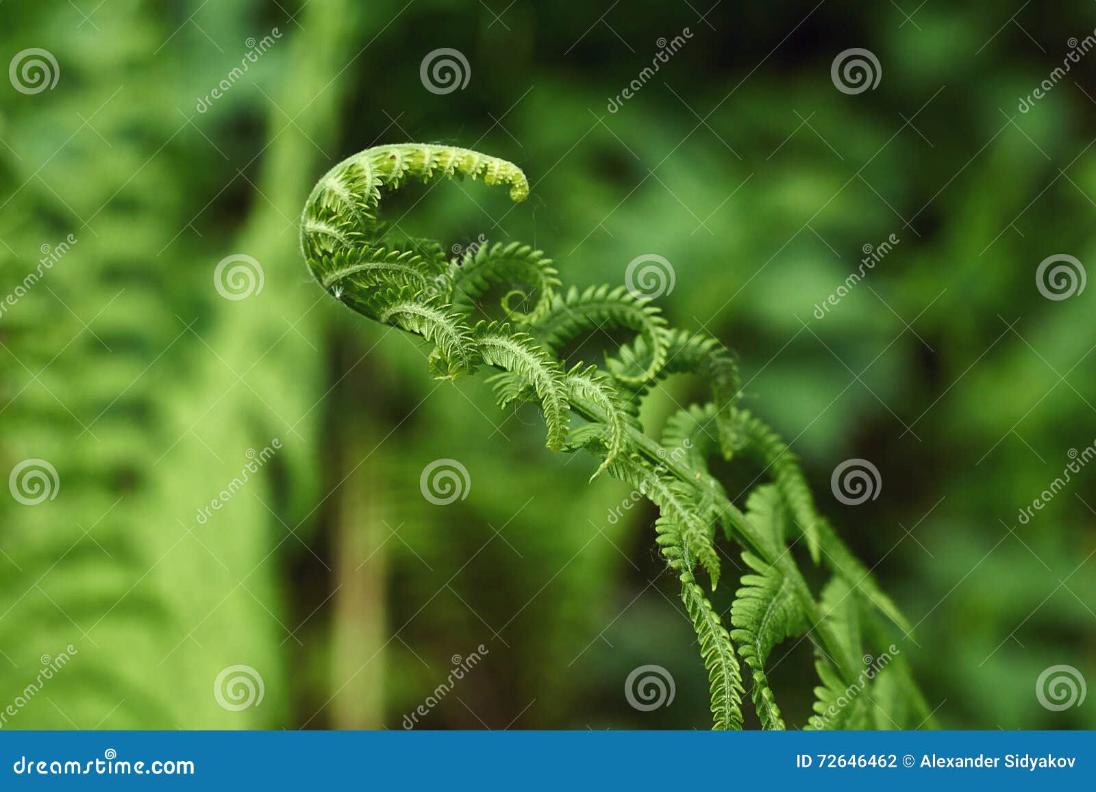 Young Sprouts of Fern Blossom in a Forest. Stock Photo - Image of ...