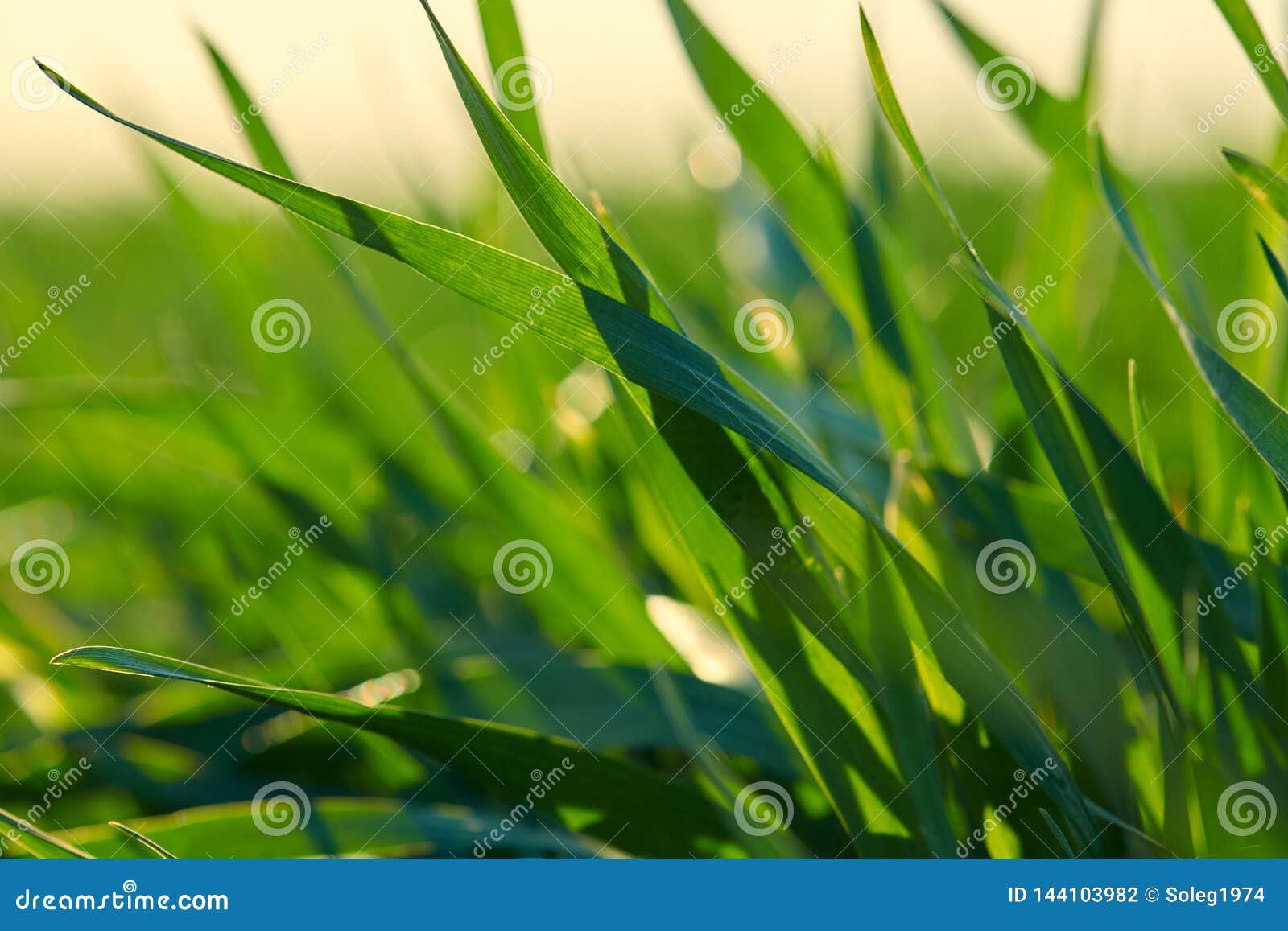 Young Sprouts are on the Field. Green Grass Closeup Stock Photo - Image ...