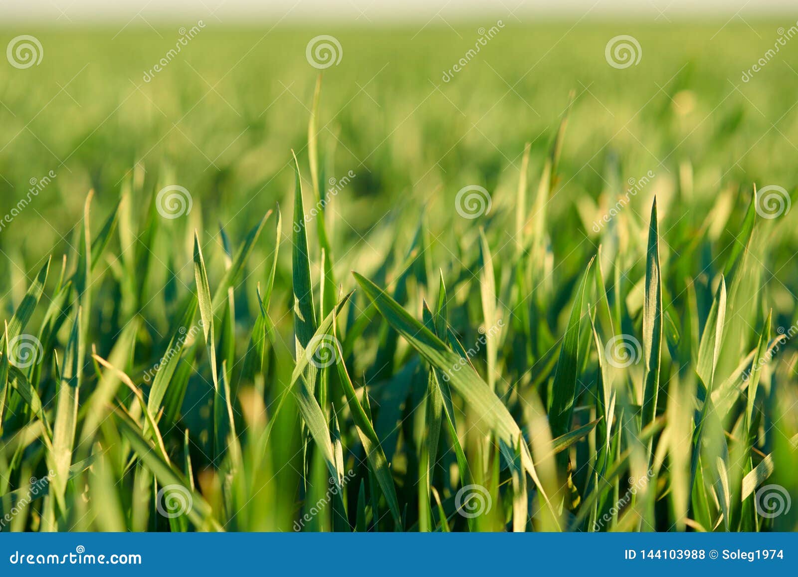 Young Sprouts are on the Field. Green Grass Closeup Stock Photo - Image ...
