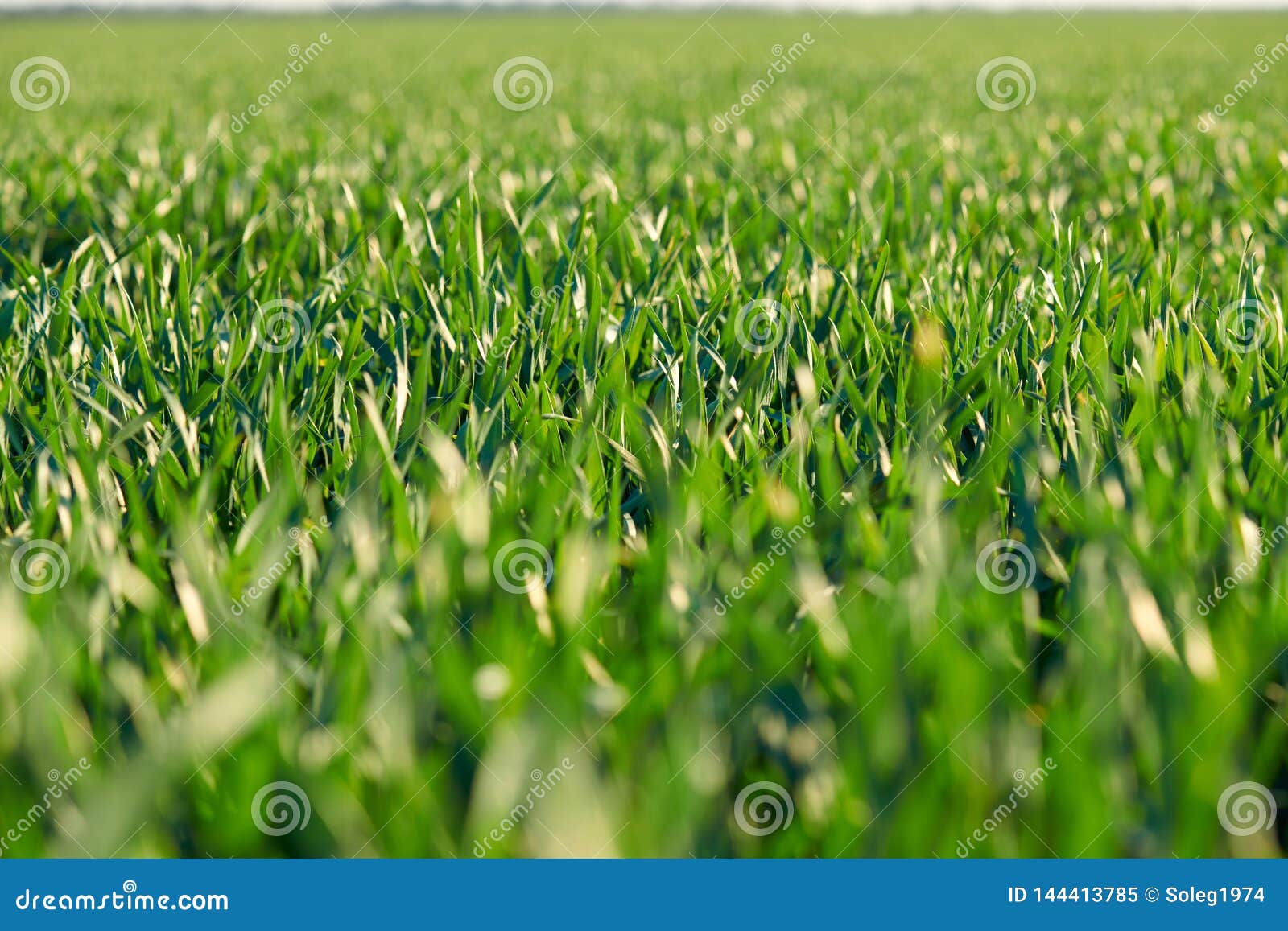 Young Sprouts are on the Field. Green Grass Closeup Stock Image - Image ...