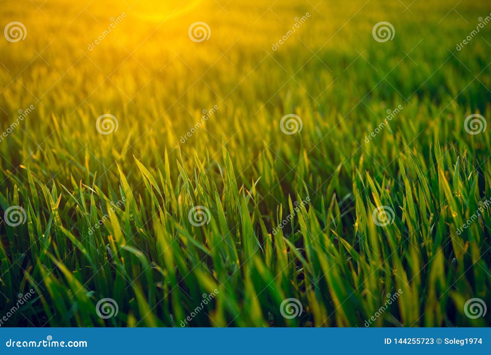 Young Sprouts are on the Field at Sunset. Green Grass Closeup Stock ...