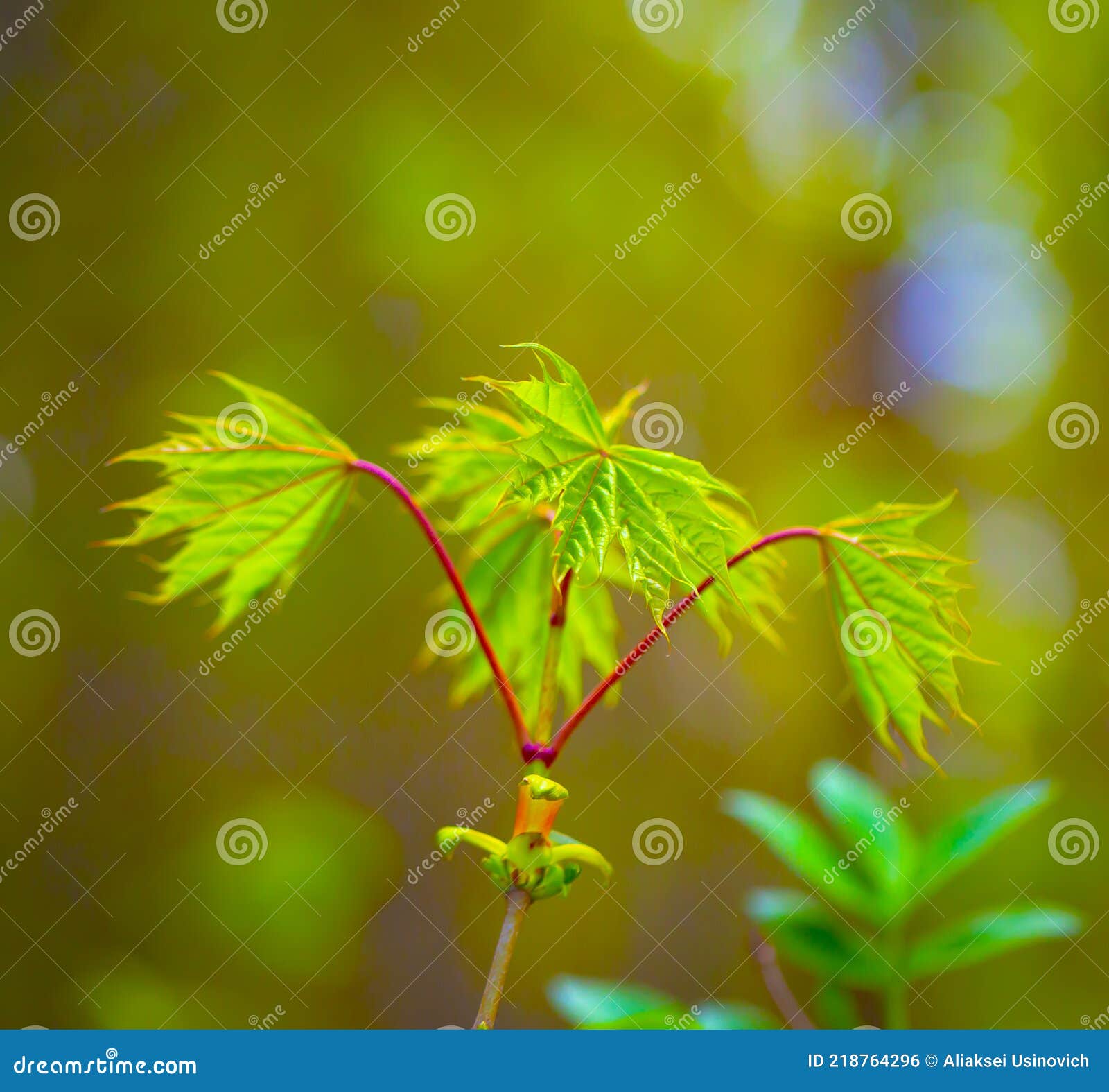Young Sprouts of Forest Plants. Spring State of Nature Stock Photo ...