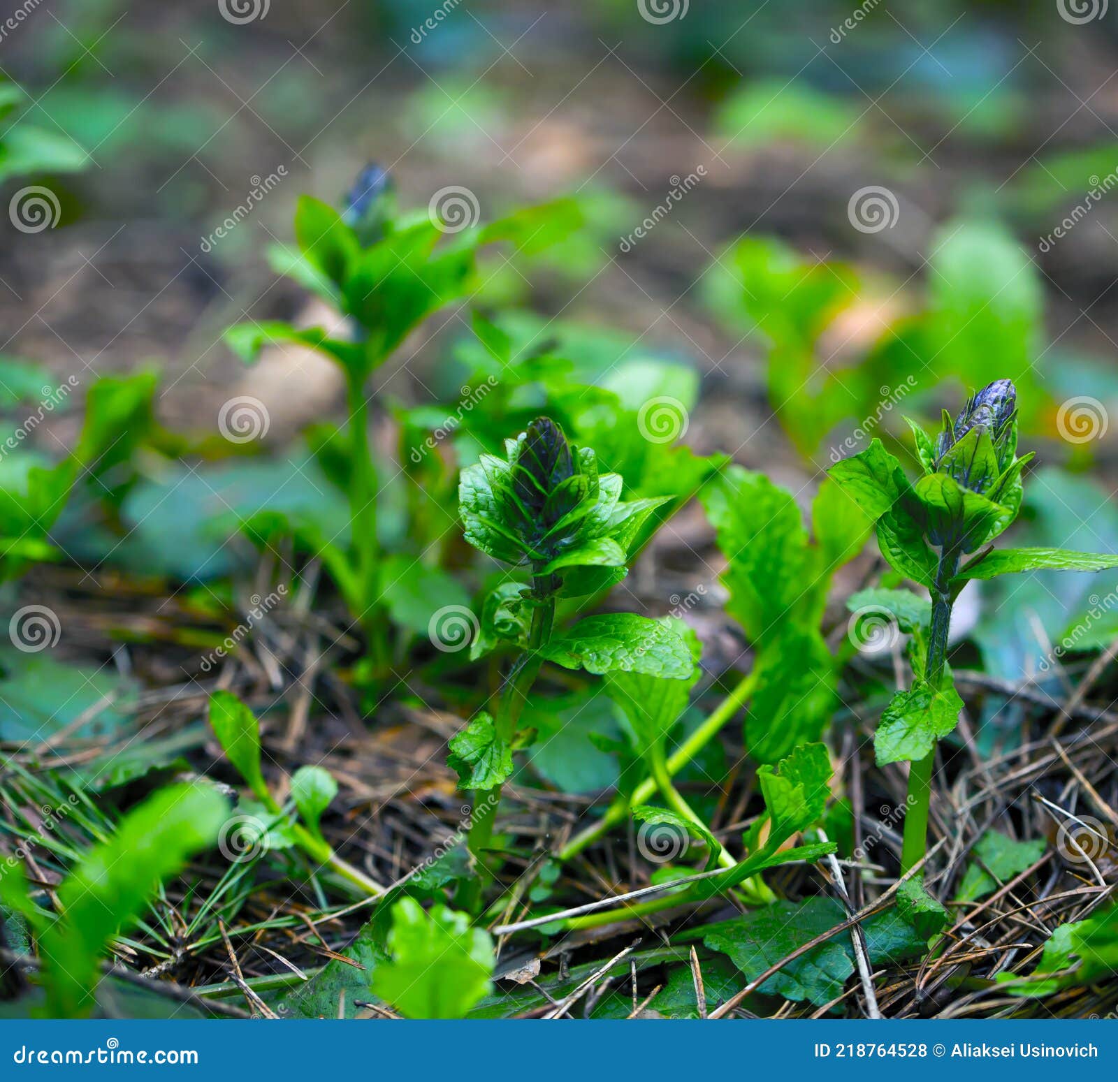 Young Sprouts of Forest Plants. Spring State of Nature Stock Photo ...