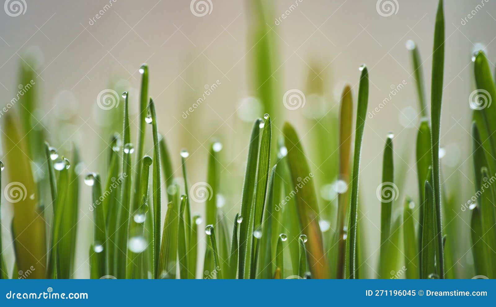 Young Sprouts of Grass with Dew. Close-up View. Stock Image - Image of ...