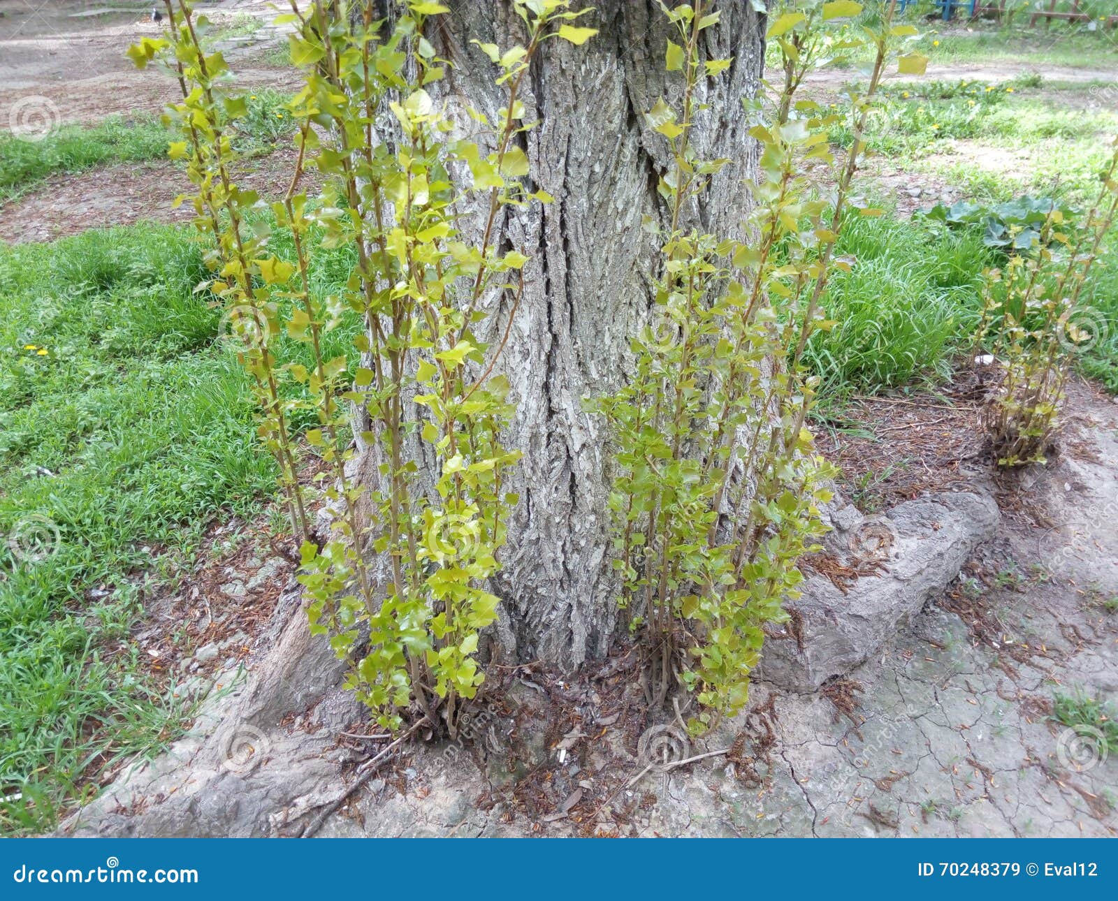 Young Sprouts Growing Around the Trunk of the Tree Stock Image - Image ...
