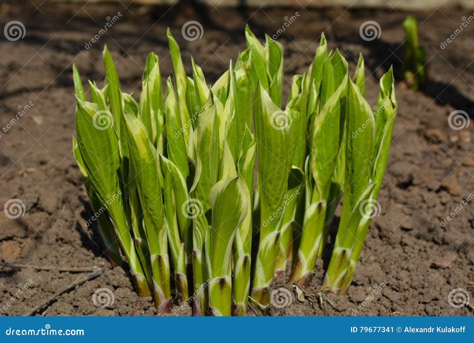 Young sprouts hostas stock image. Image of soil, yard - 79677341