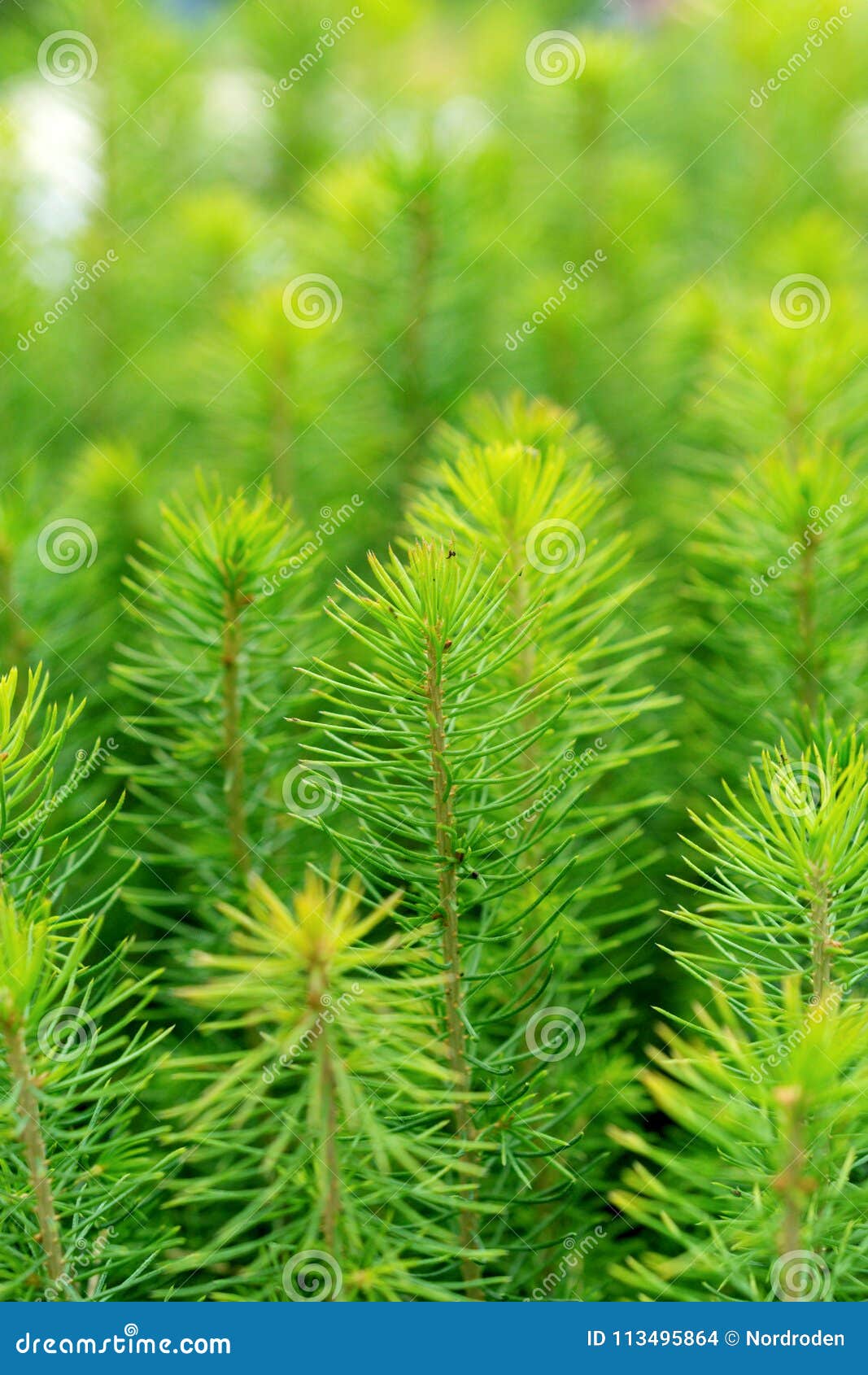 Young sprouts of pine. stock photo. Image of abstract - 113495864
