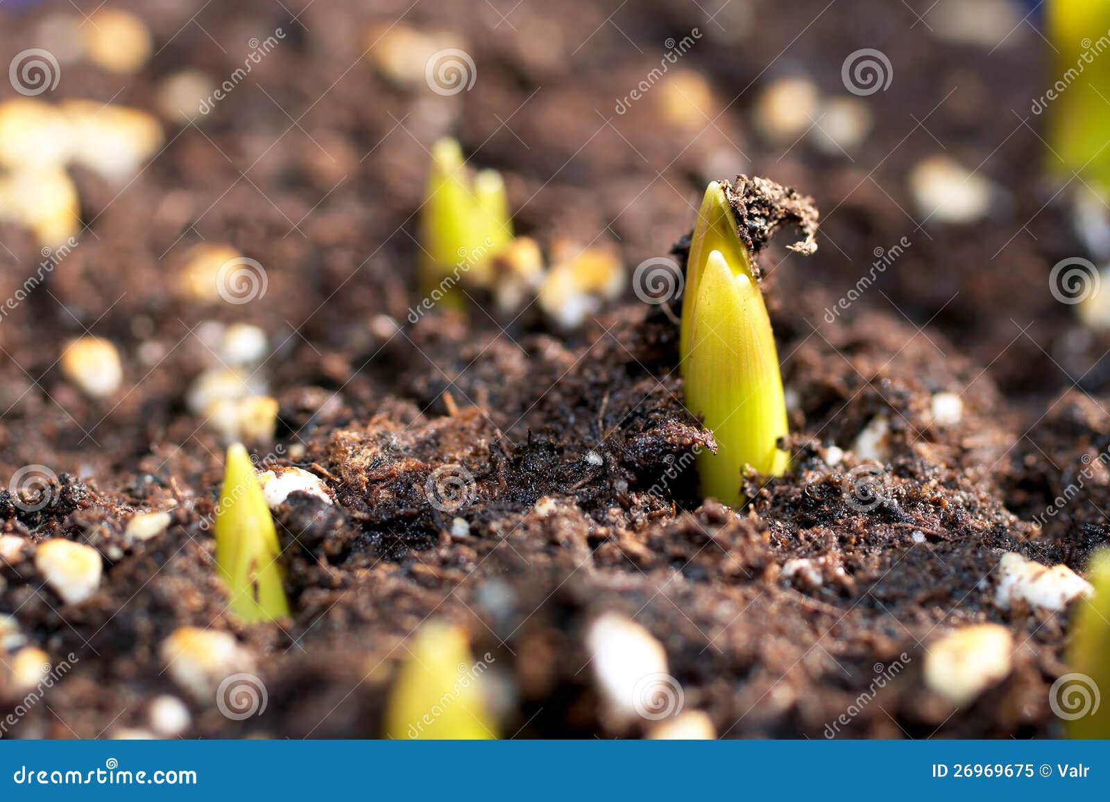 Young sprouts plants stock image. Image of earth, ground - 26969675