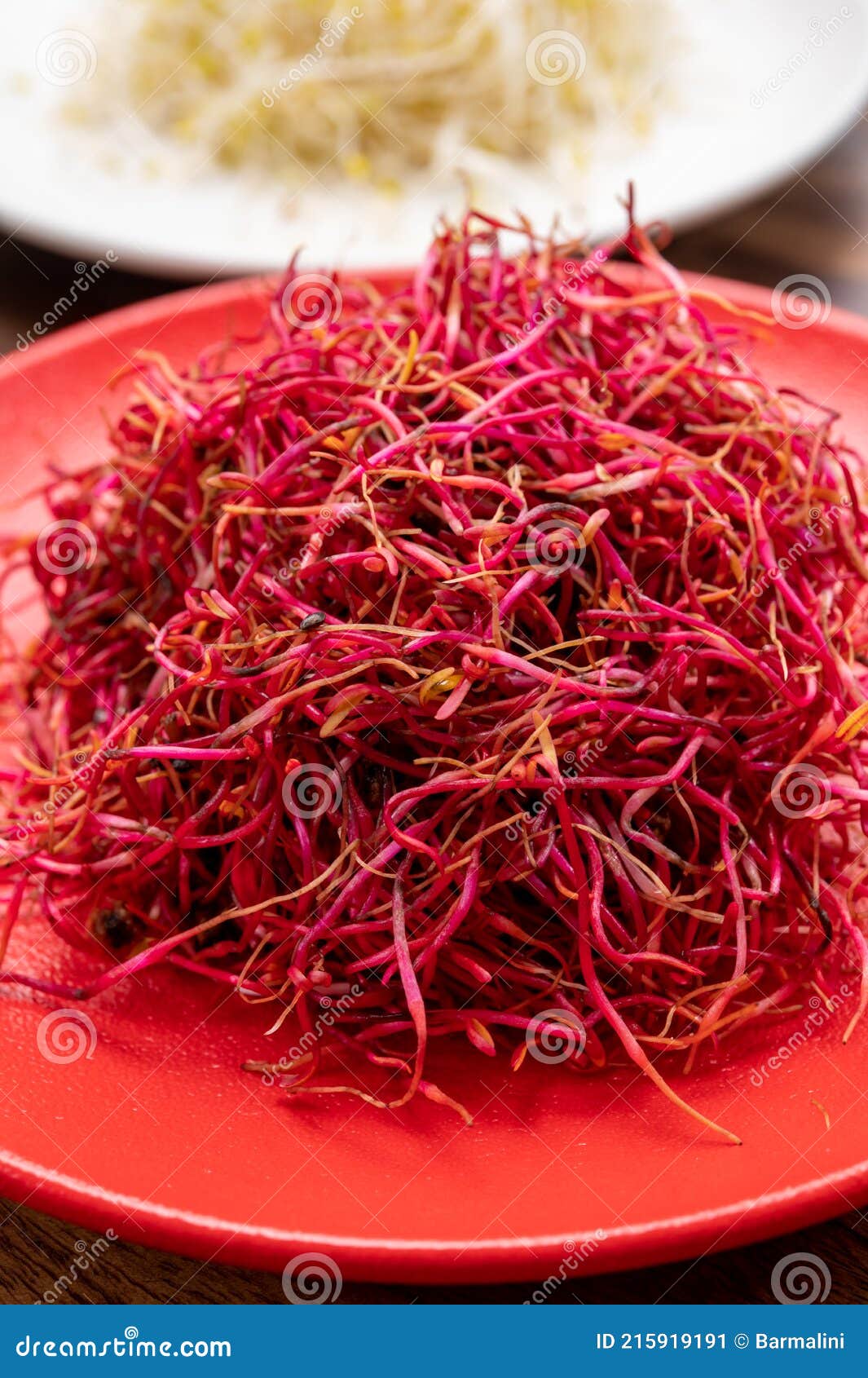 Young Sprouts Plants of Red Beet Ready for Consumption Stock Image ...