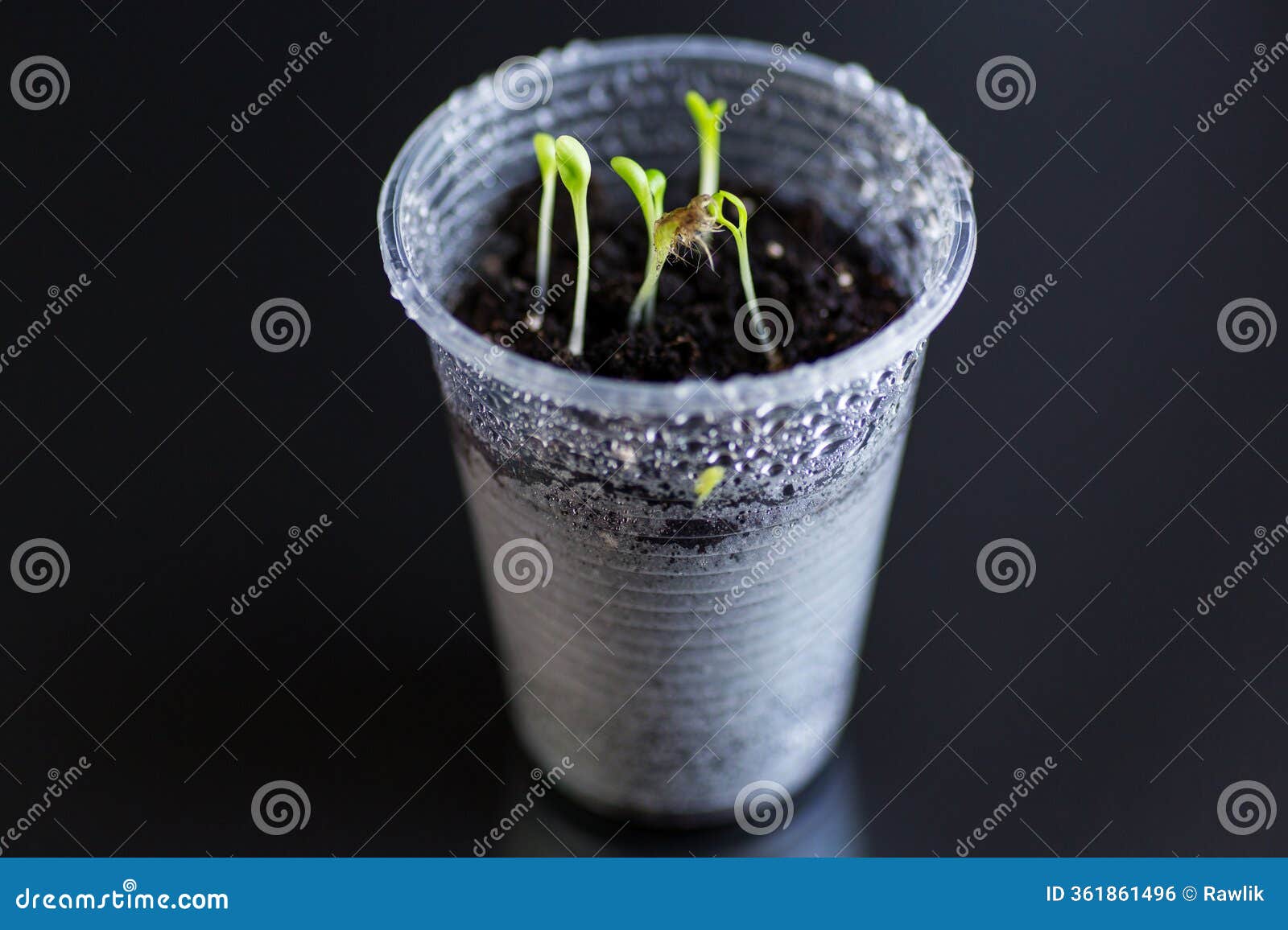 Young Sprouts in a Plastic Cup with Soil Stock Photo - Image of plant ...