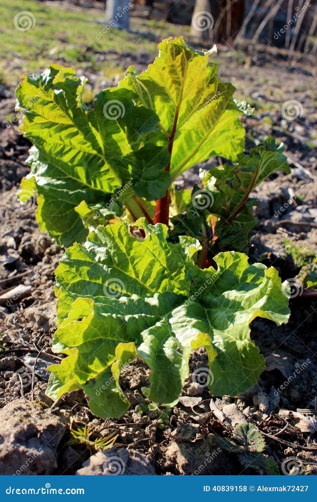 Young Sprouts of a Rhubarb in the Spring Stock Photo - Image of health ...