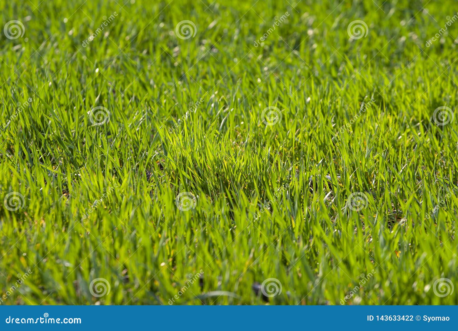 Young Sprouts of Sprouted Wheat on Open Ground Stock Photo - Image of ...