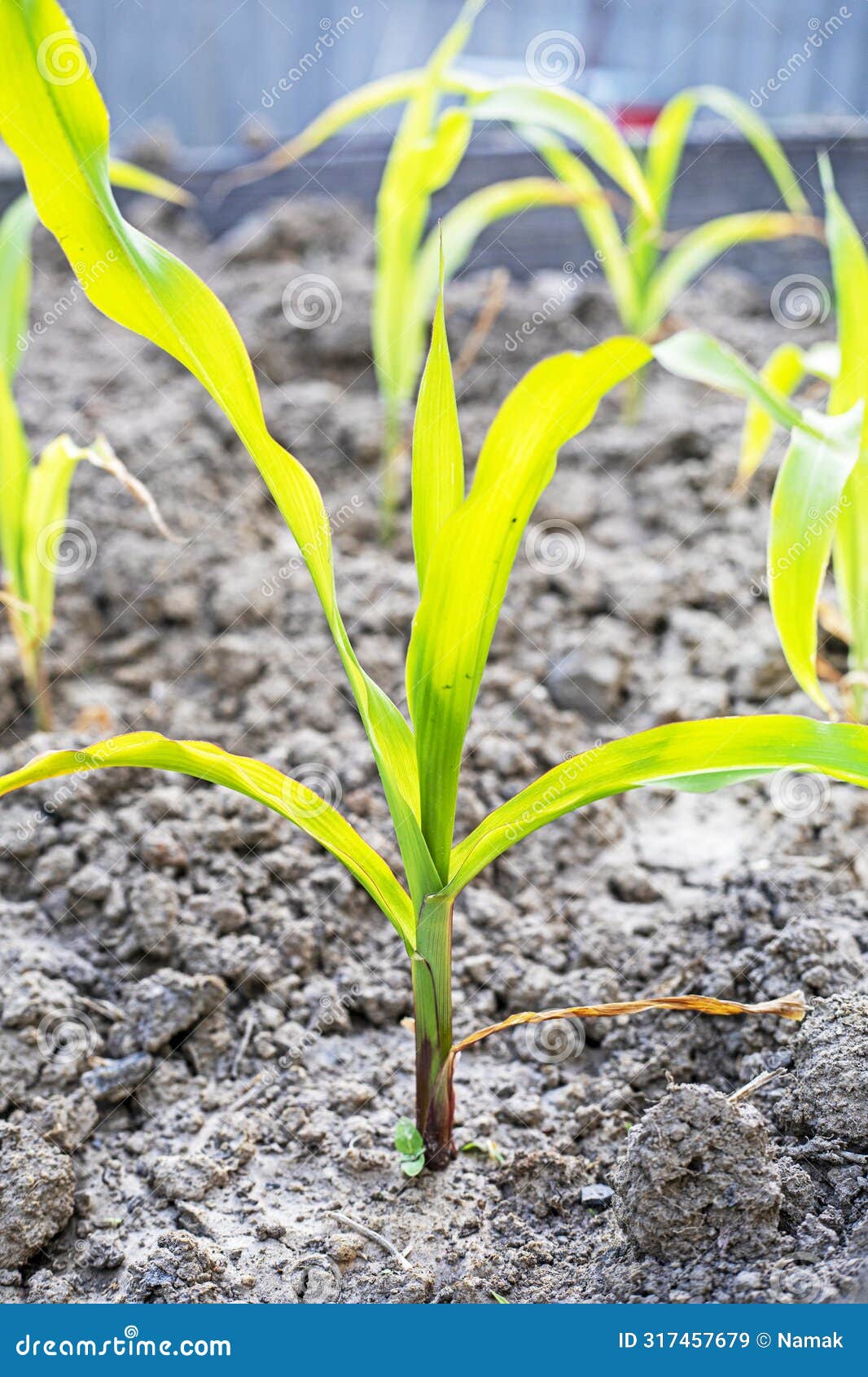 Young Sprouts of Sweet Corn in the Ground. Stock Image - Image of ...