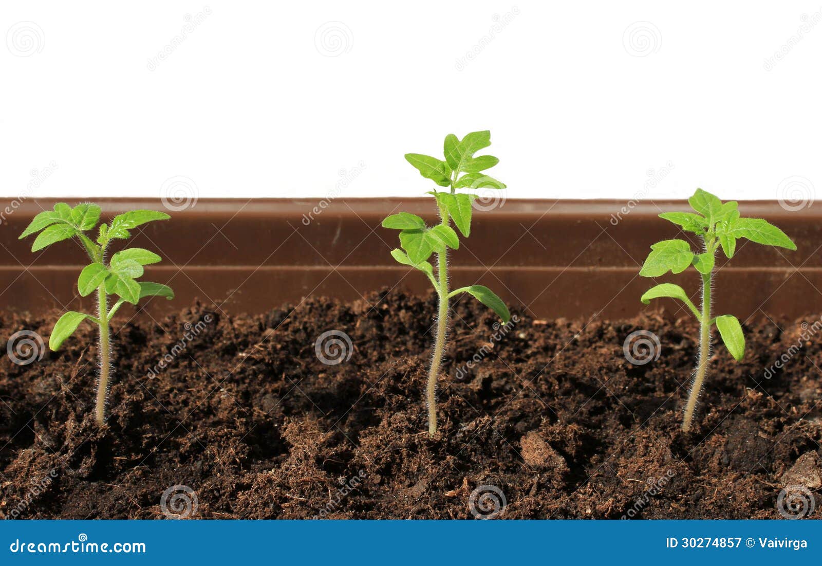 Young sprouts of tomato stock image. Image of culture - 30274857