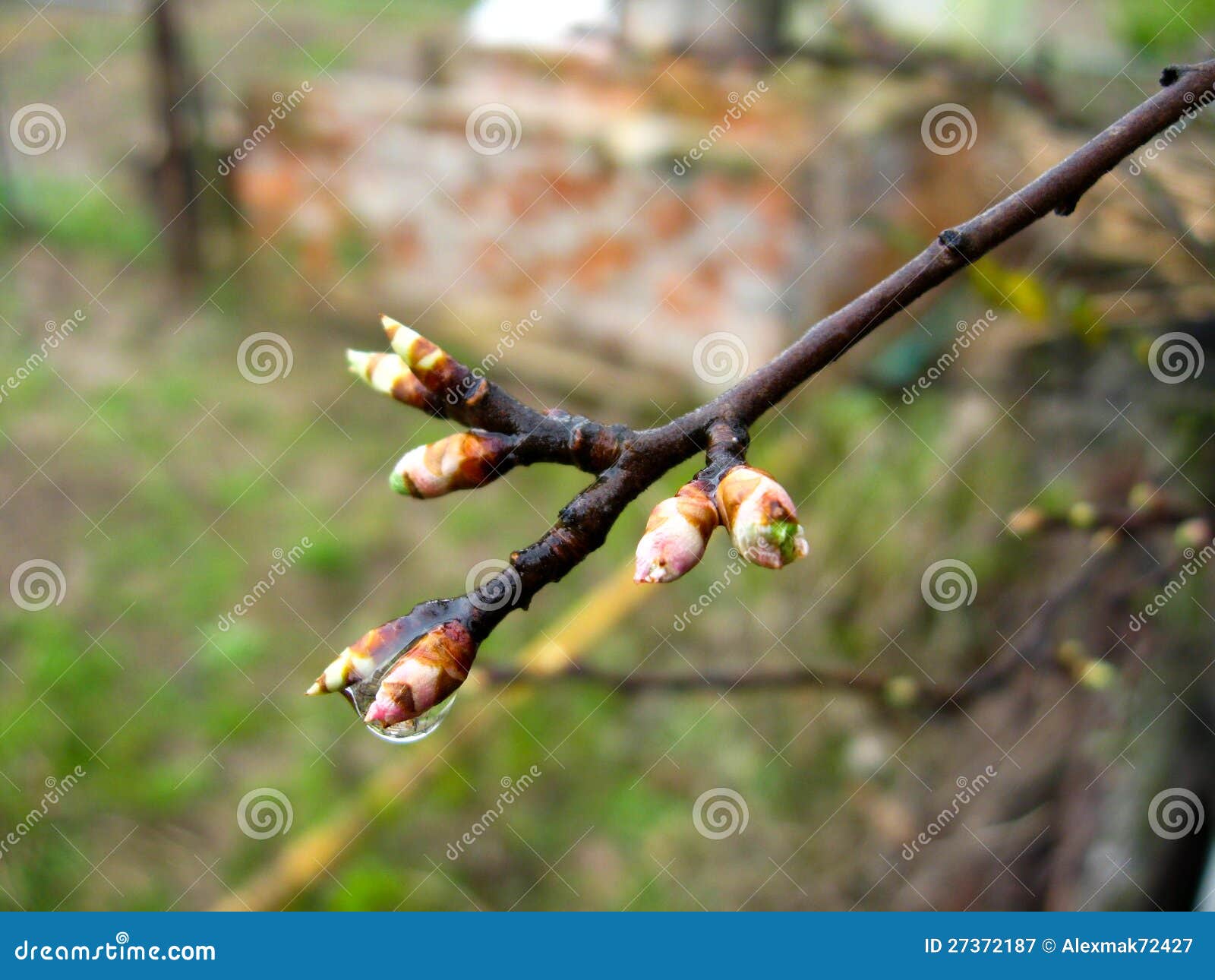 Young Sprouts of a Tree in the Spring Stock Image - Image of beginning ...