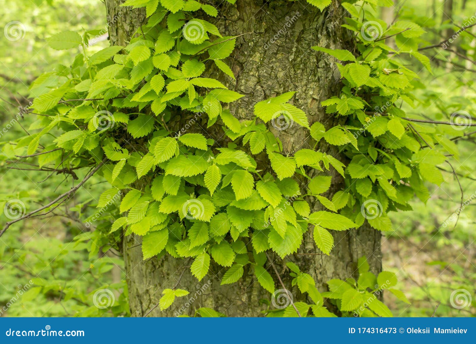 Young Sprouts on the Trunk of the Elm Stock Image - Image of bark ...