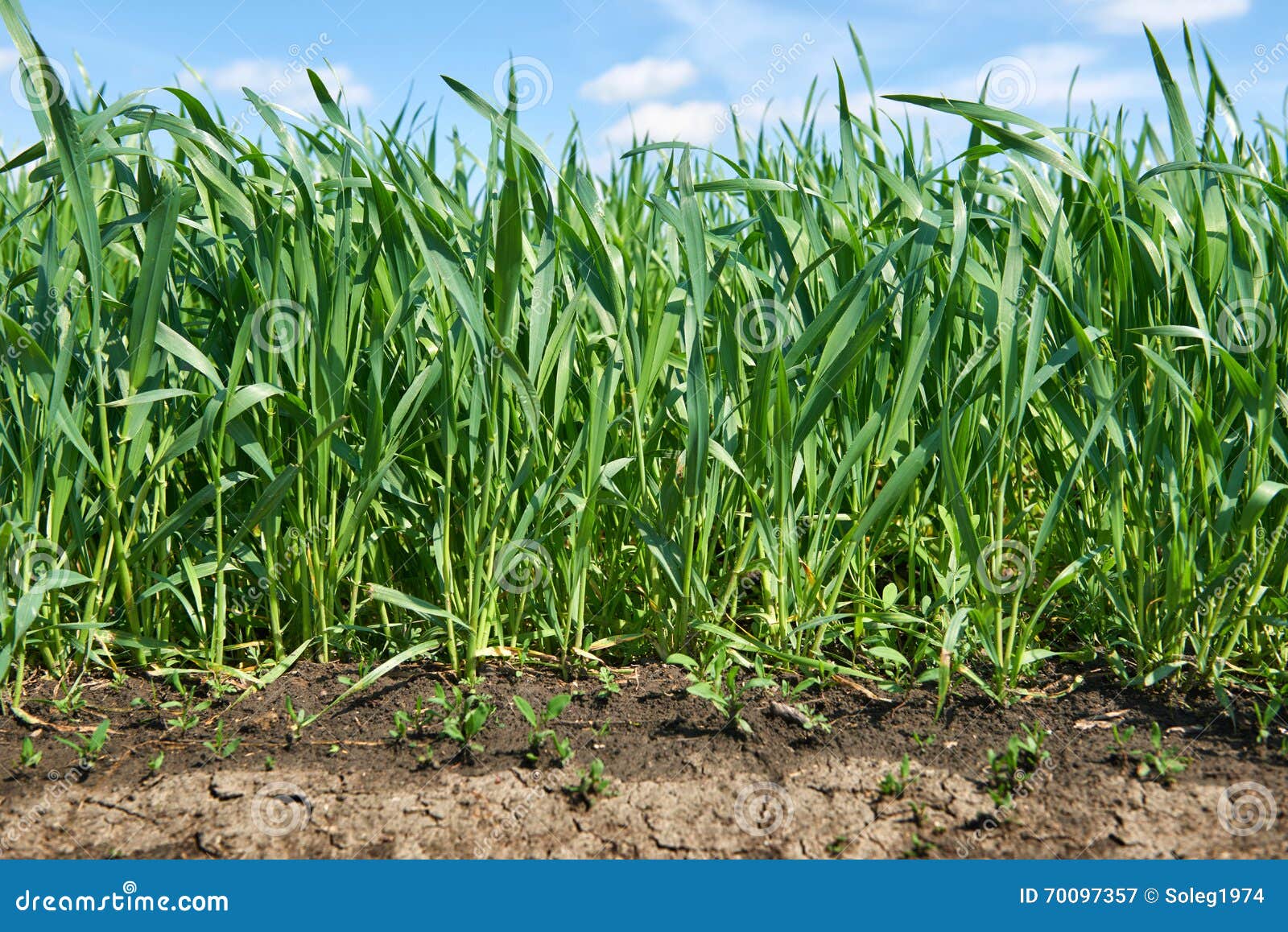 Young Sprouts of Wheat in a Field Close View with Wind, Blue Sky ...