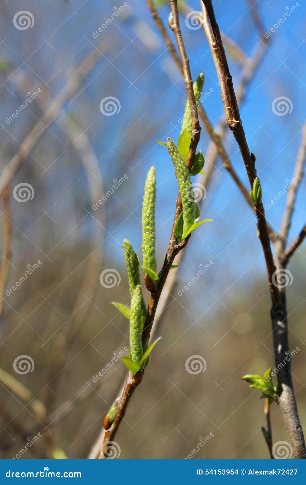 Young Sprouts of a Willow in the Spring Stock Photo - Image of willow ...