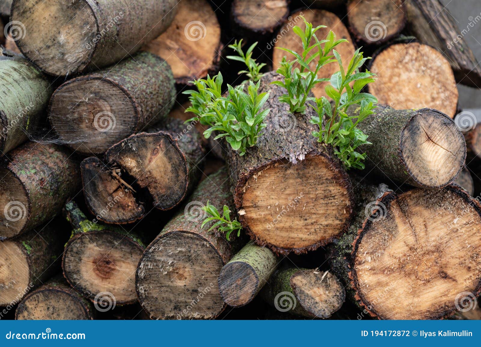 Young Sprouts on a Wooden Stump Stock Photo - Image of growth, summer ...