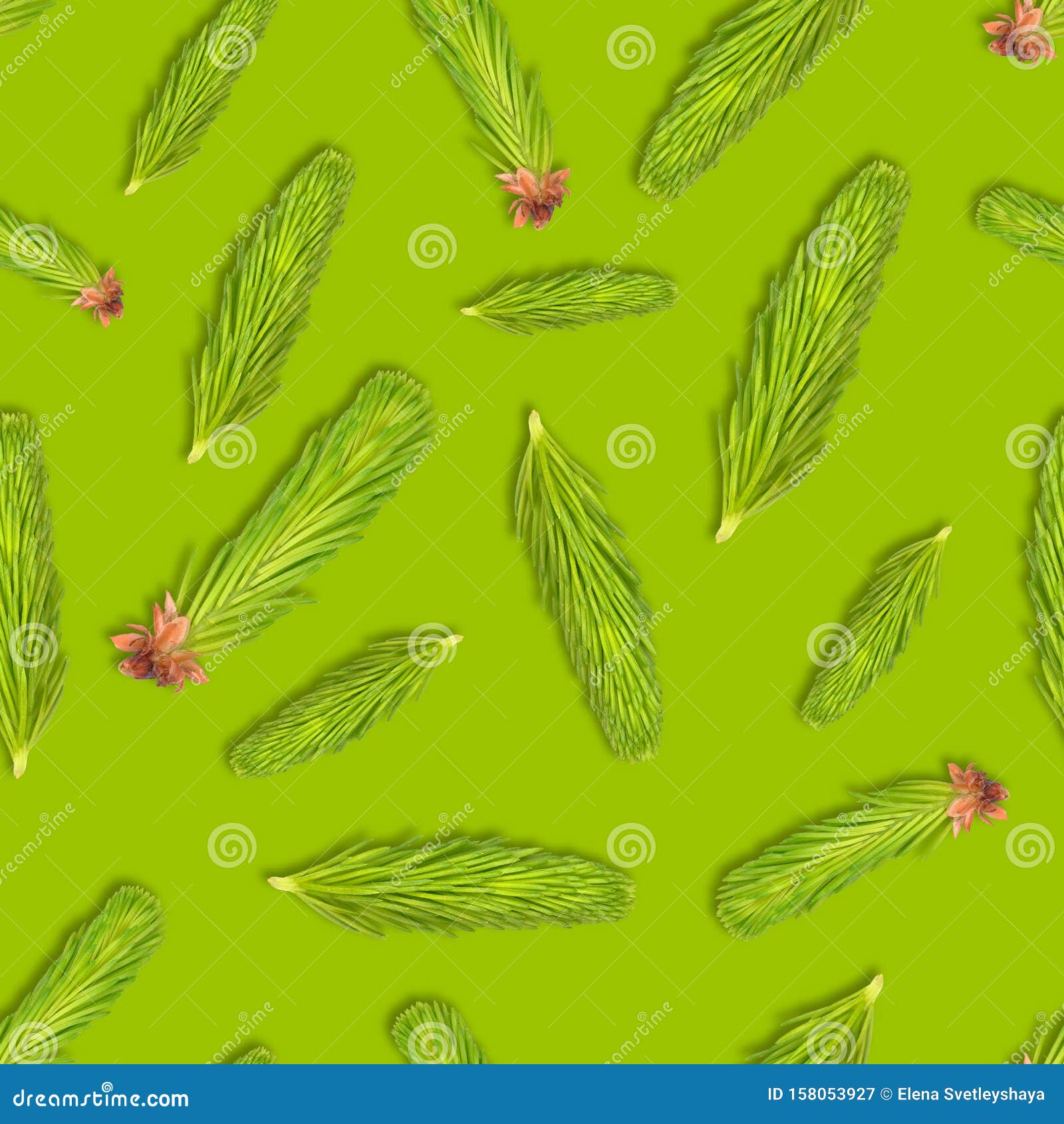 Young Spruce Branch Isolated on Green. Fir Tree Branch Seamless Pattern ...
