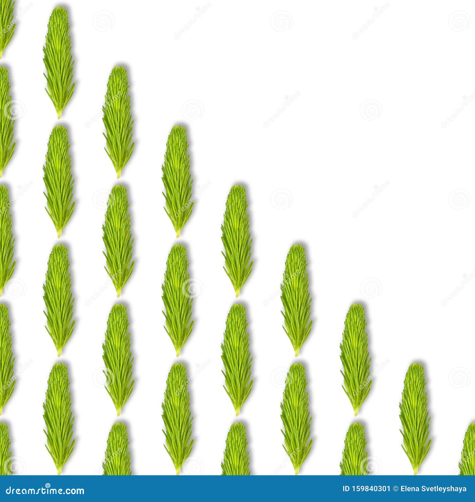 Young Spruce Branch Isolated on White. Fir Tree Branch Seamless Pattern ...