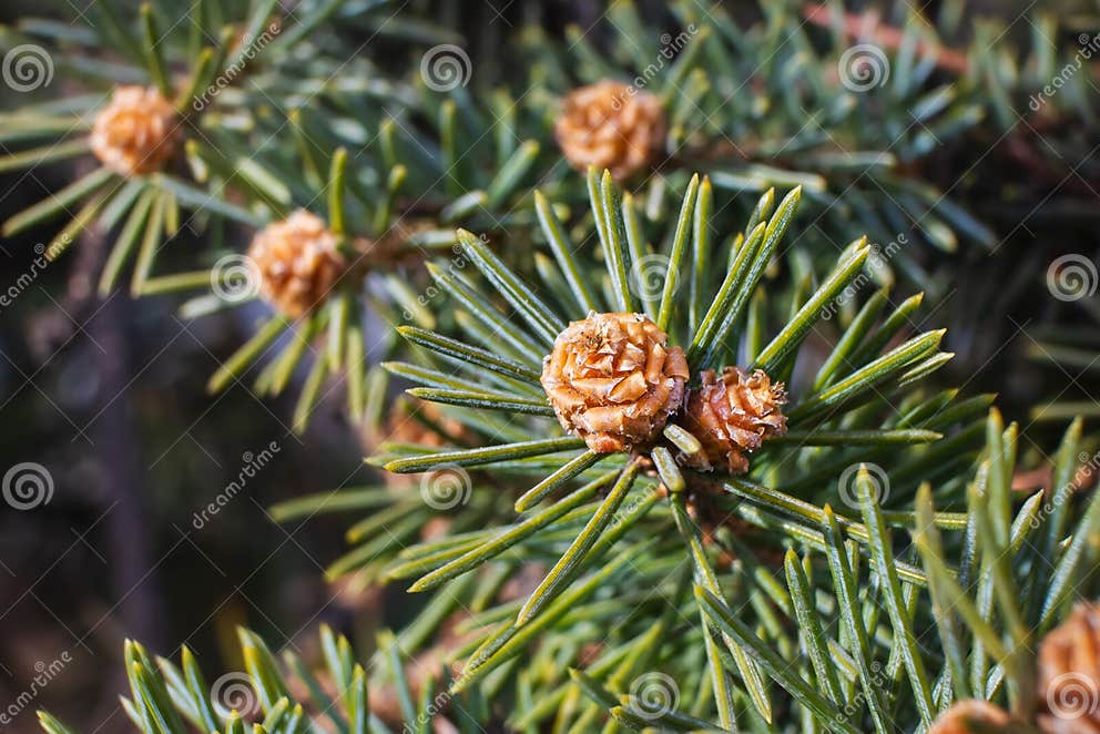 Young Spruce Buds. Spring Growth of Spruce Tree Branches Stock Photo ...