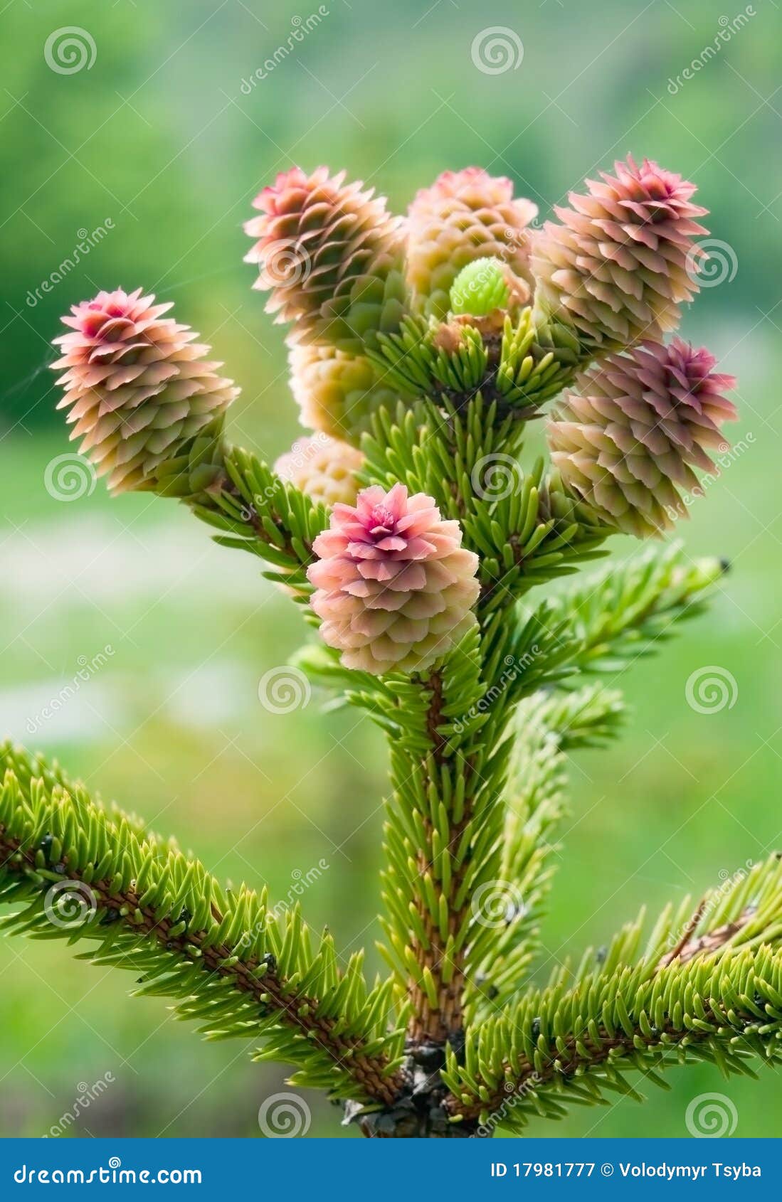 Young spruce cones stock image. Image of cone, twig, evergreen - 17981777