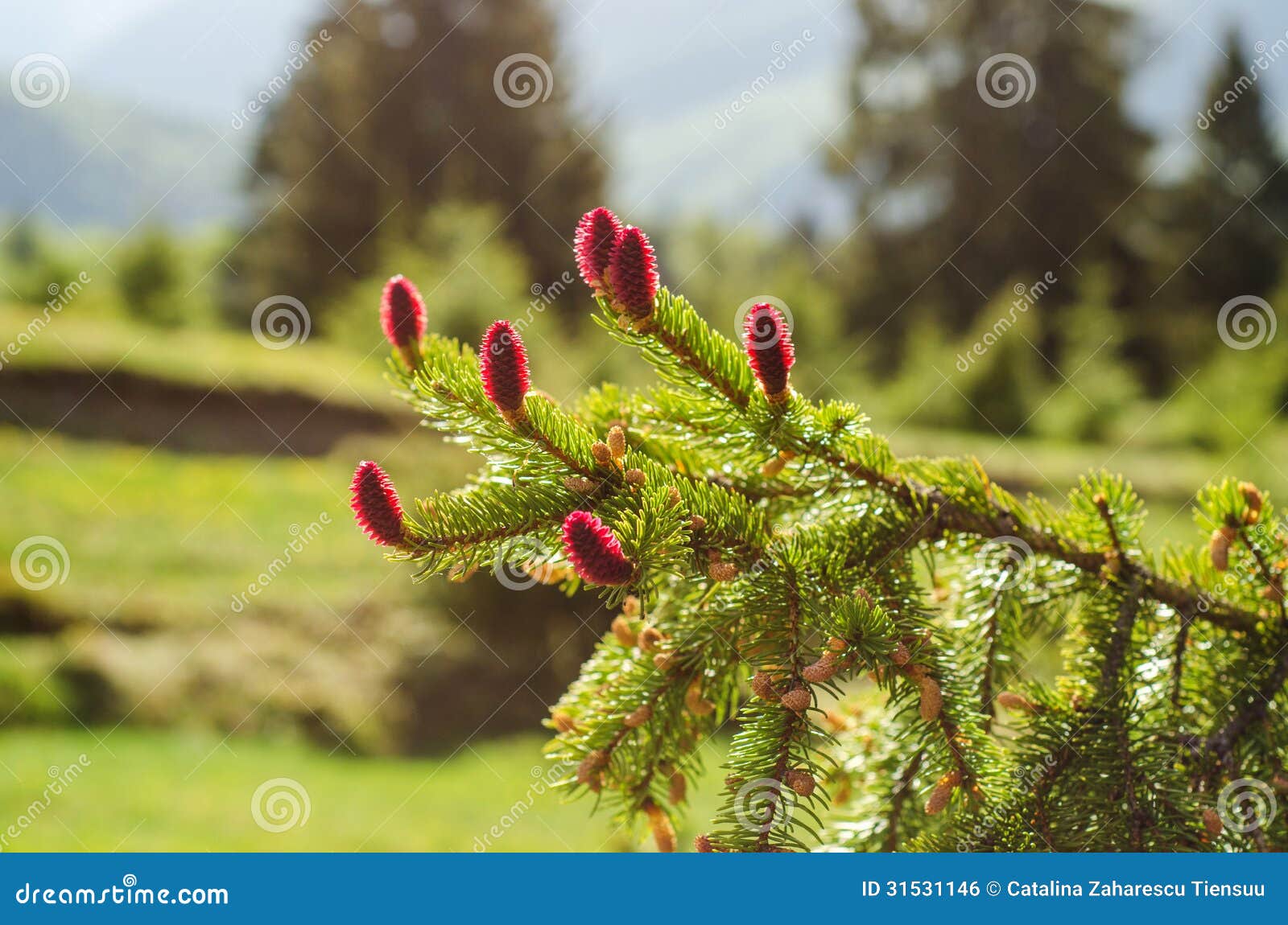 Young spruce cones stock photo. Image of forest, botany - 31531146