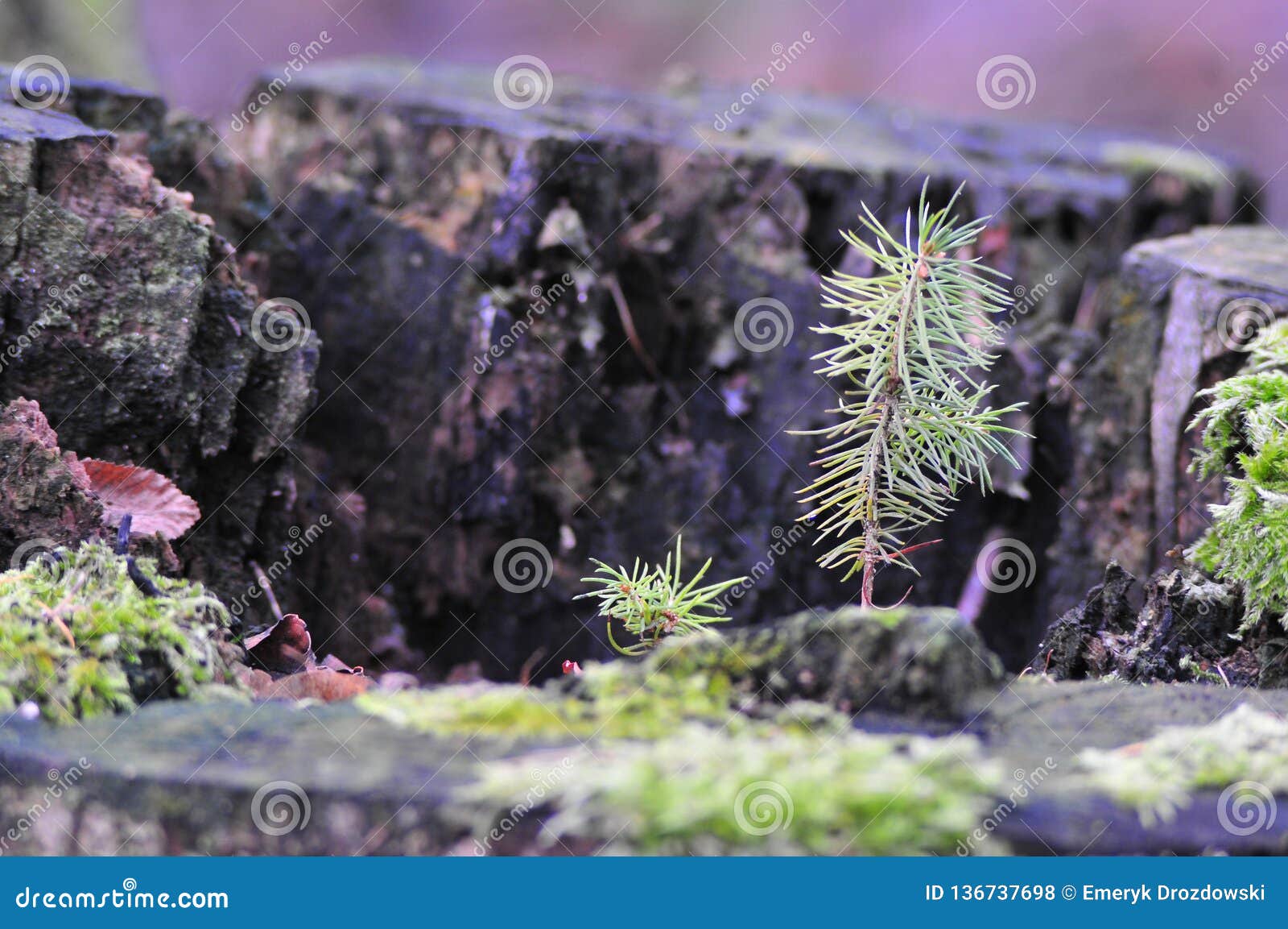 Young Spruce Growing from Old Rotten Tree Stump. Stock Photo - Image of ...