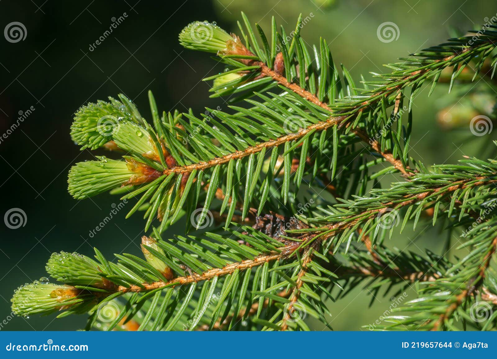 Young Spruce Shoots Closeup Selective Focus Stock Photo - Image of ...