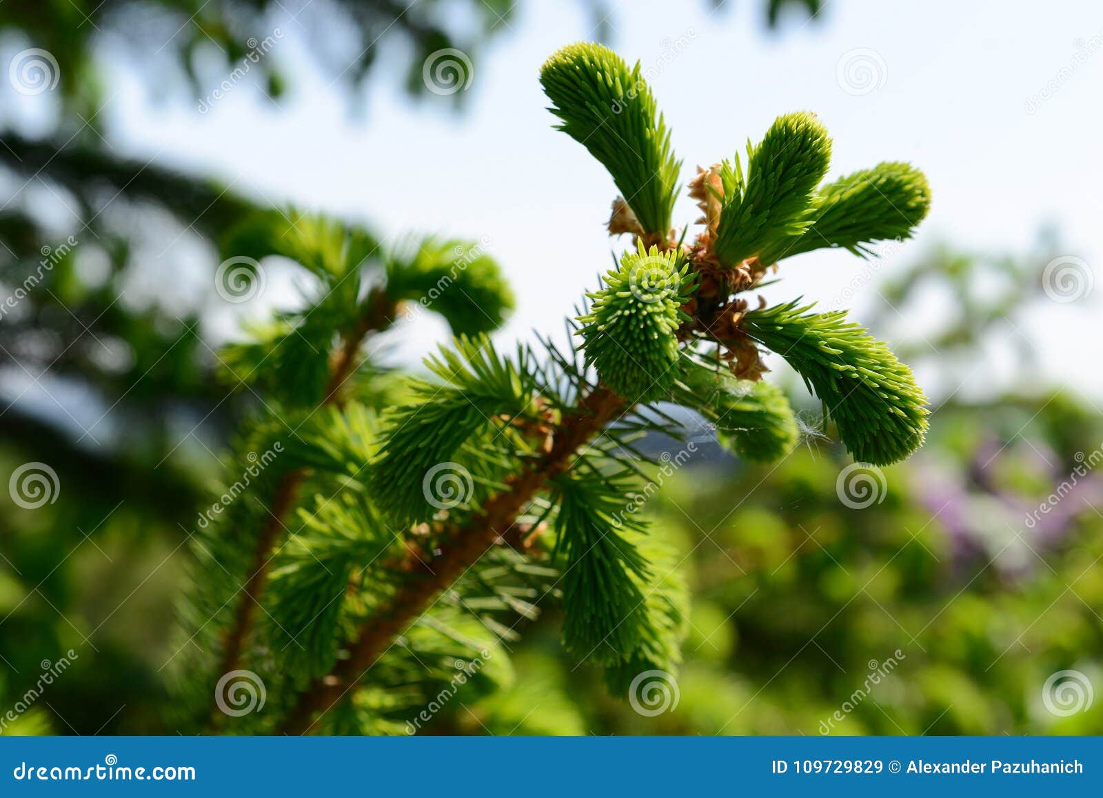 Young Spruce with Spiderweb Pictured on Sunny Day, Close Up. Stock ...