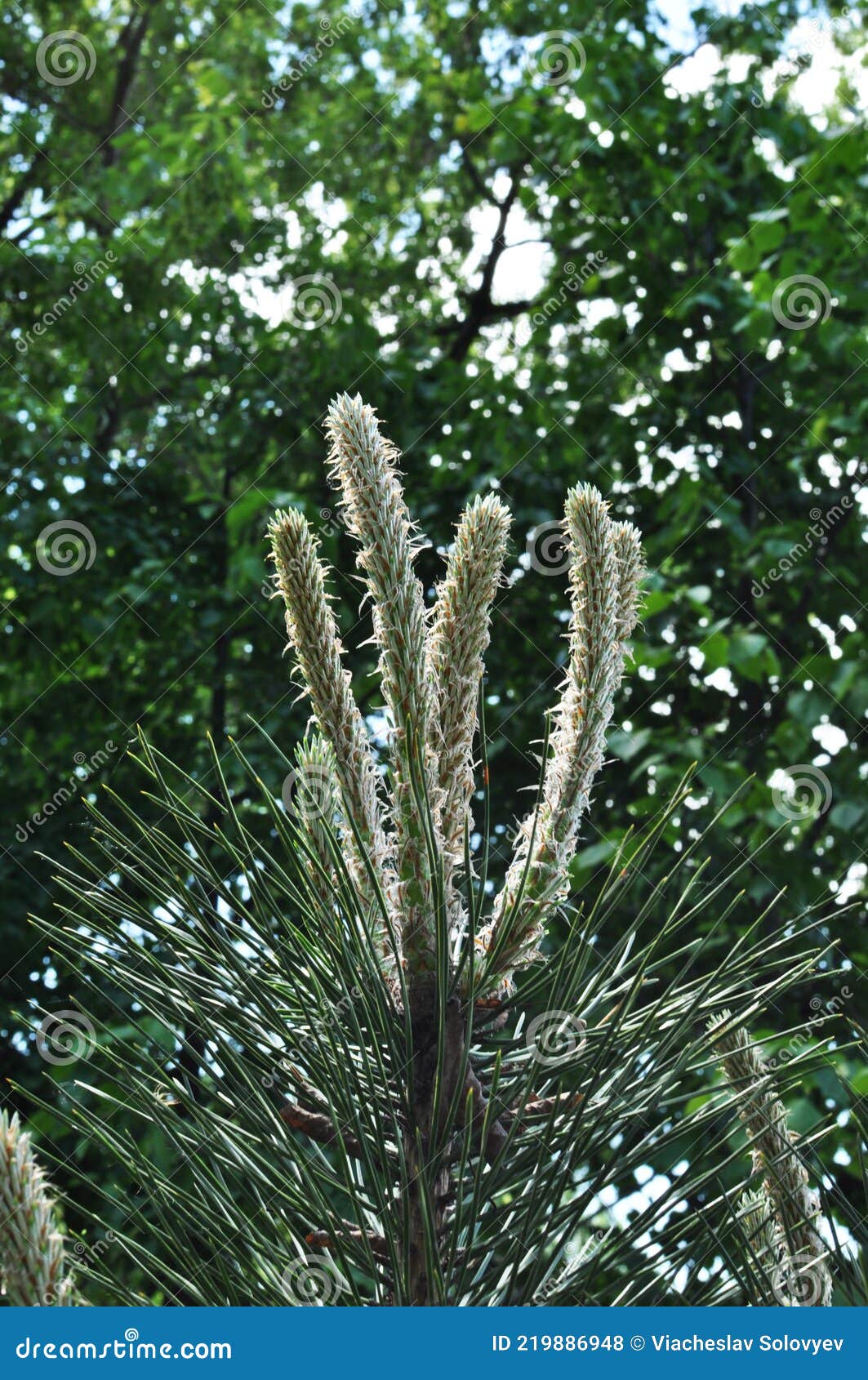 Young Spruce Sprouts on a Blurred Background of Deciduous Trees. Stock ...