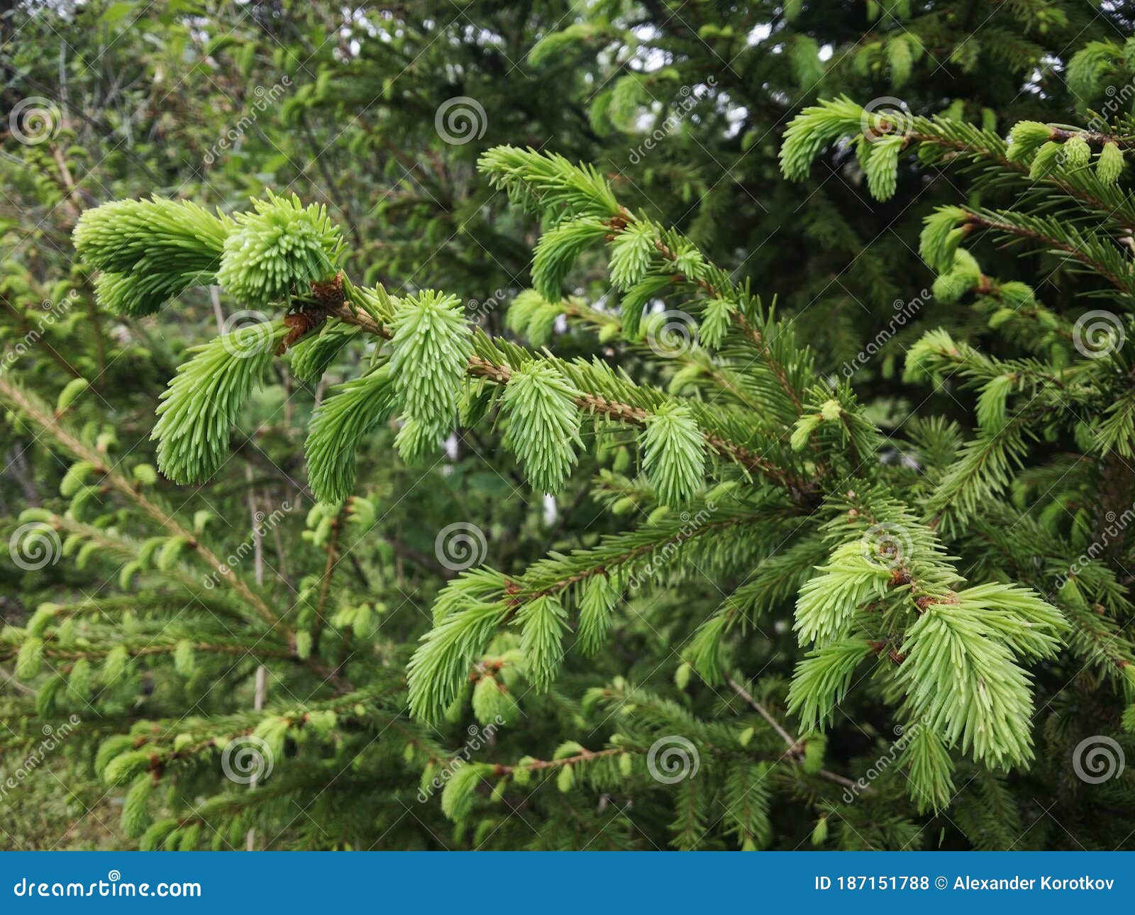 Young Spruce Sprouts in Early Summer. Stock Photo - Image of tree ...