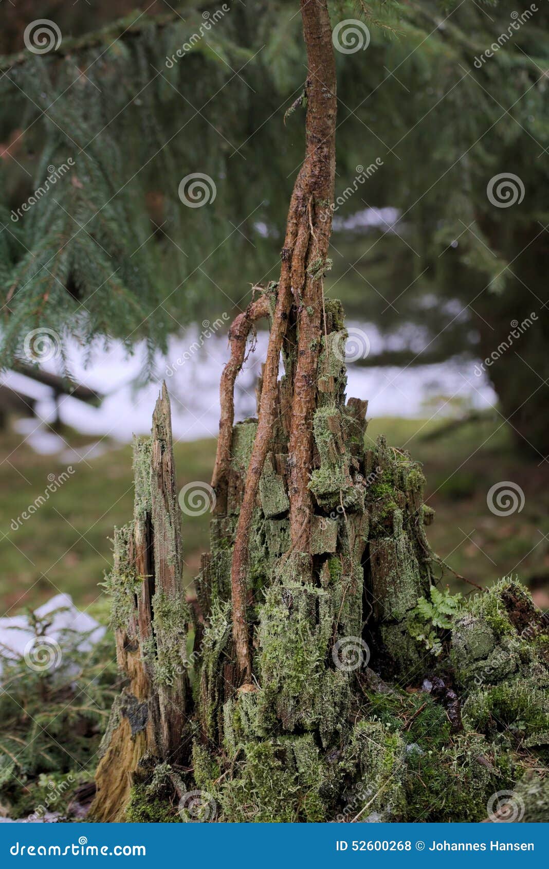Young Spruce on Stump stock photo. Image of gymnosperm - 52600268