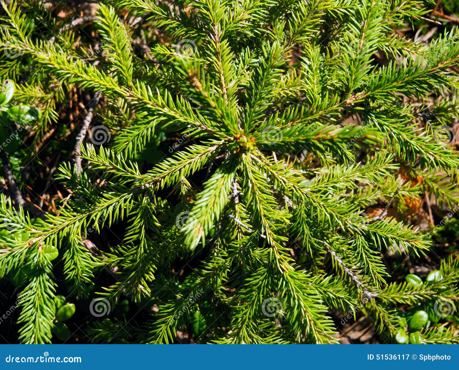 Young spruce top view stock image. Image of fresh, forest - 51536117
