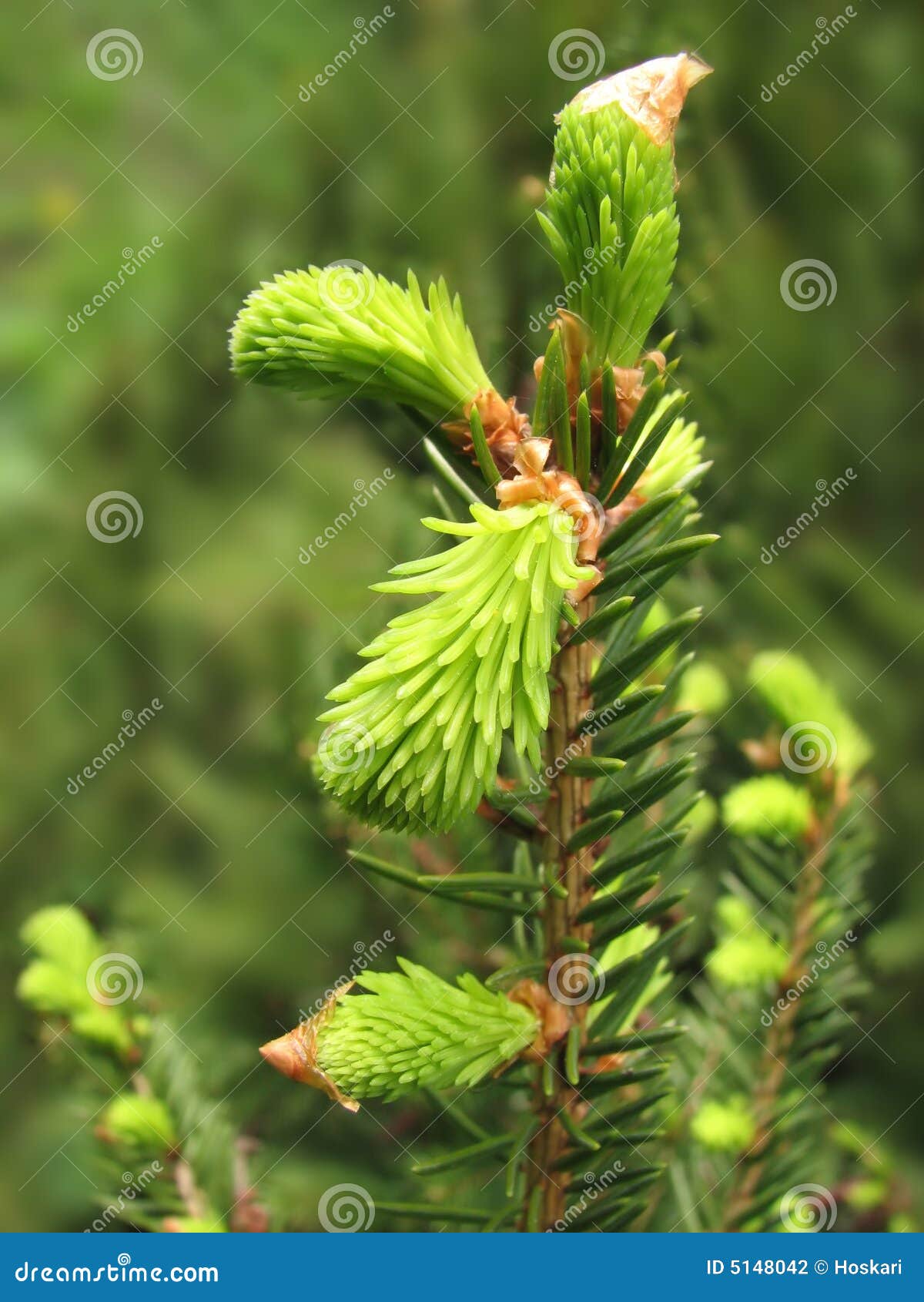 Young spruce tree stock photo. Image of botany, plants - 5148042