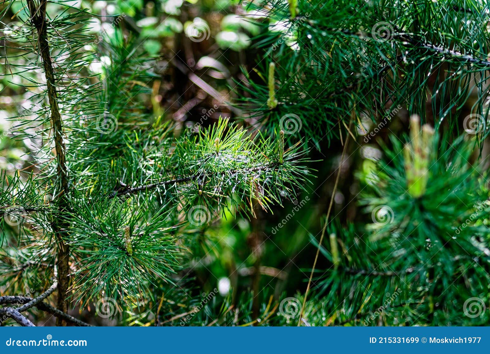 Young spruce tree branch stock image. Image of needle - 215331699