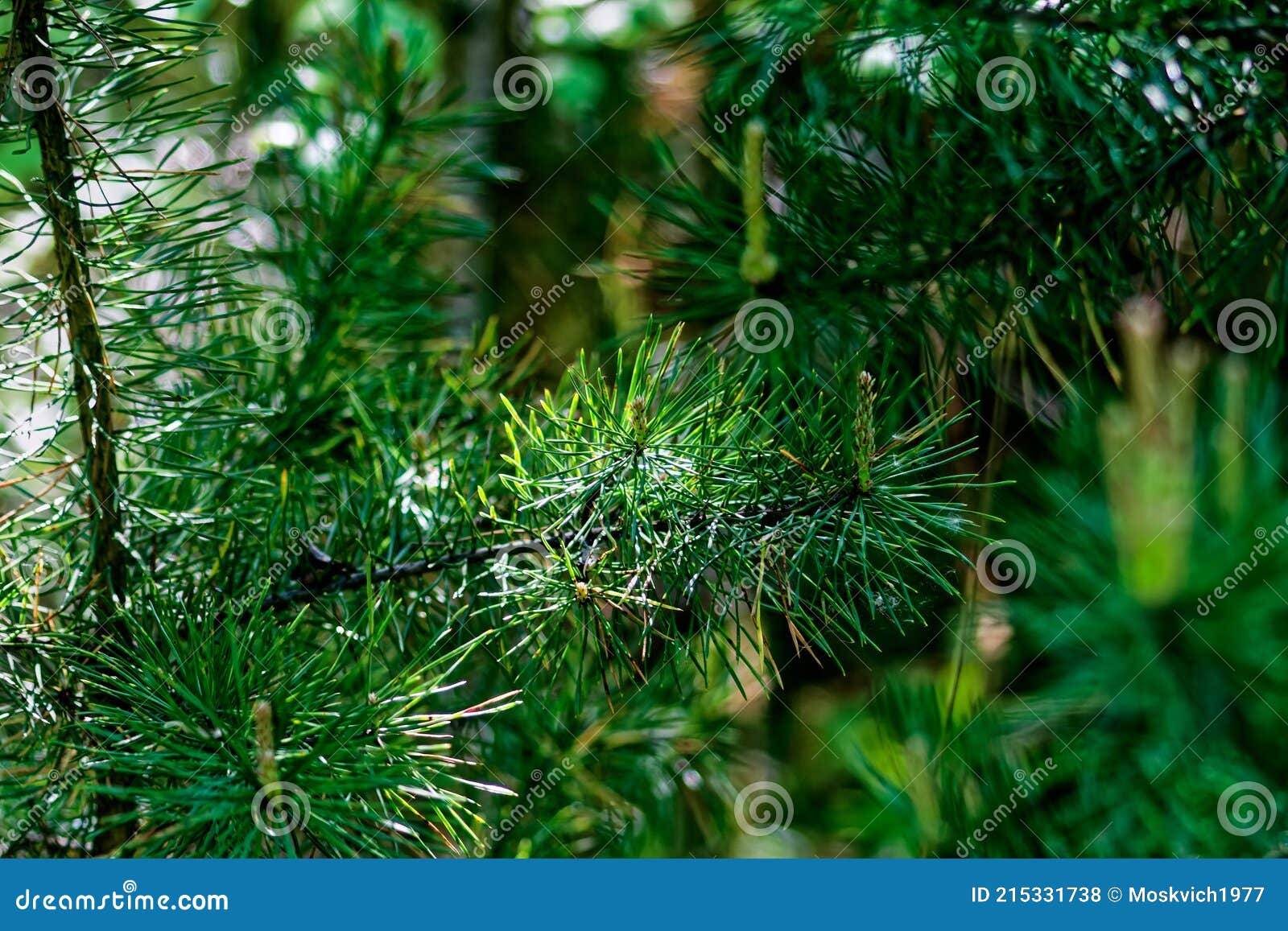 Young spruce tree branch stock photo. Image of beauty - 215331738
