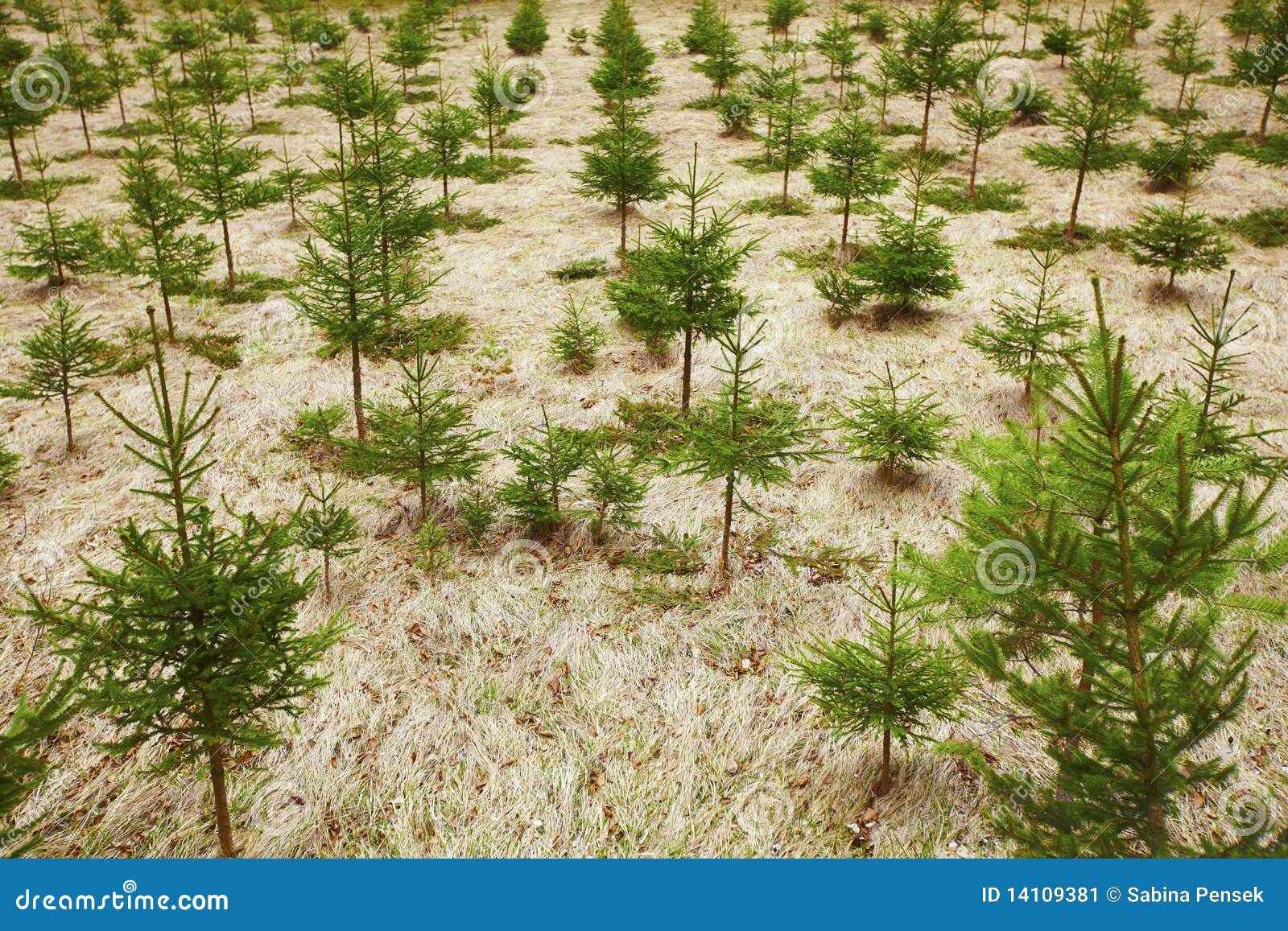 Young Spruce Tree Cultivation on Plantation Stock Image - Image of ...