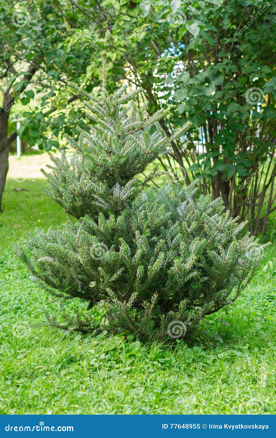 Young spruce tree stock image. Image of seasonal, isolated - 77648955